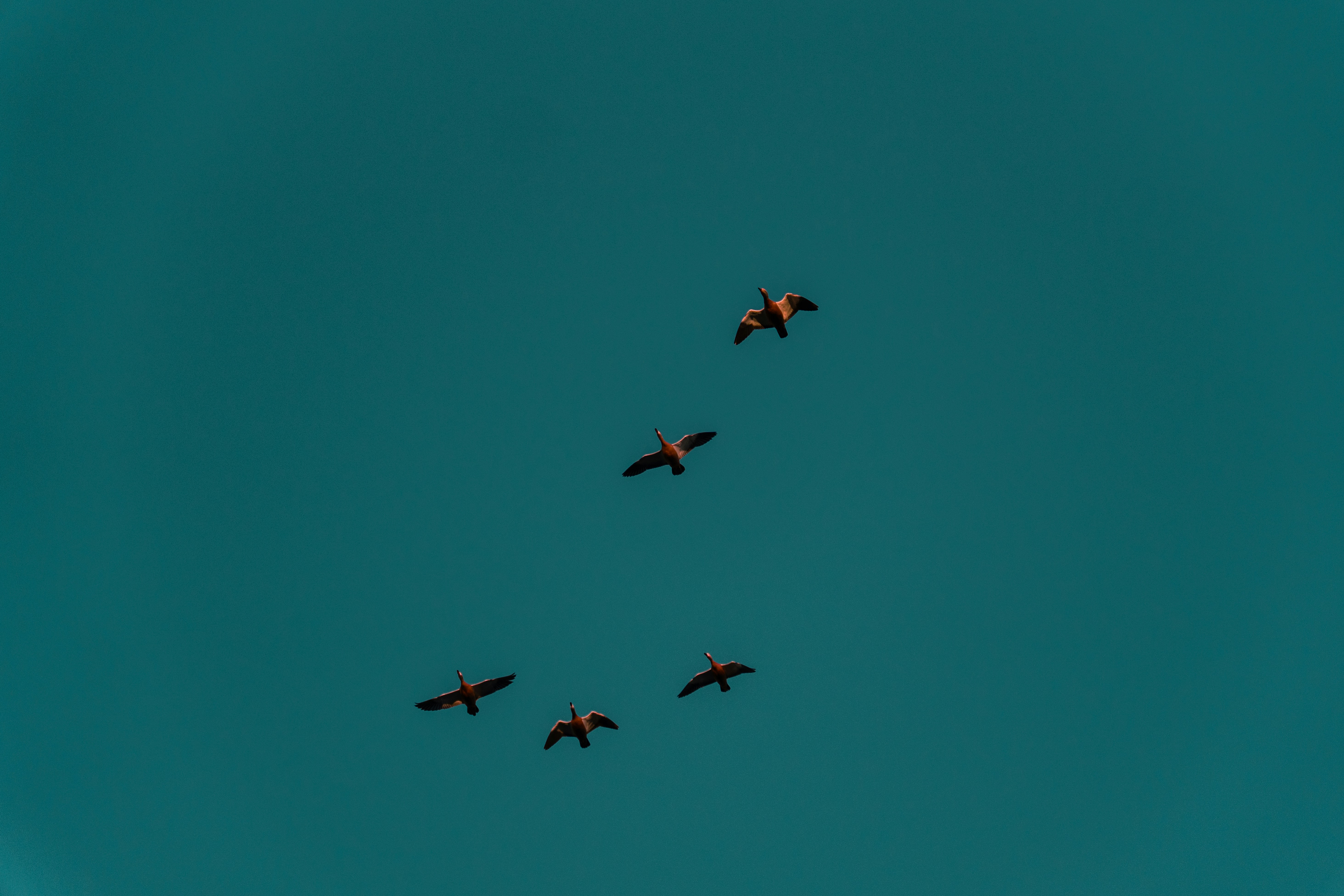 Five silhouettes in a calm teal sky