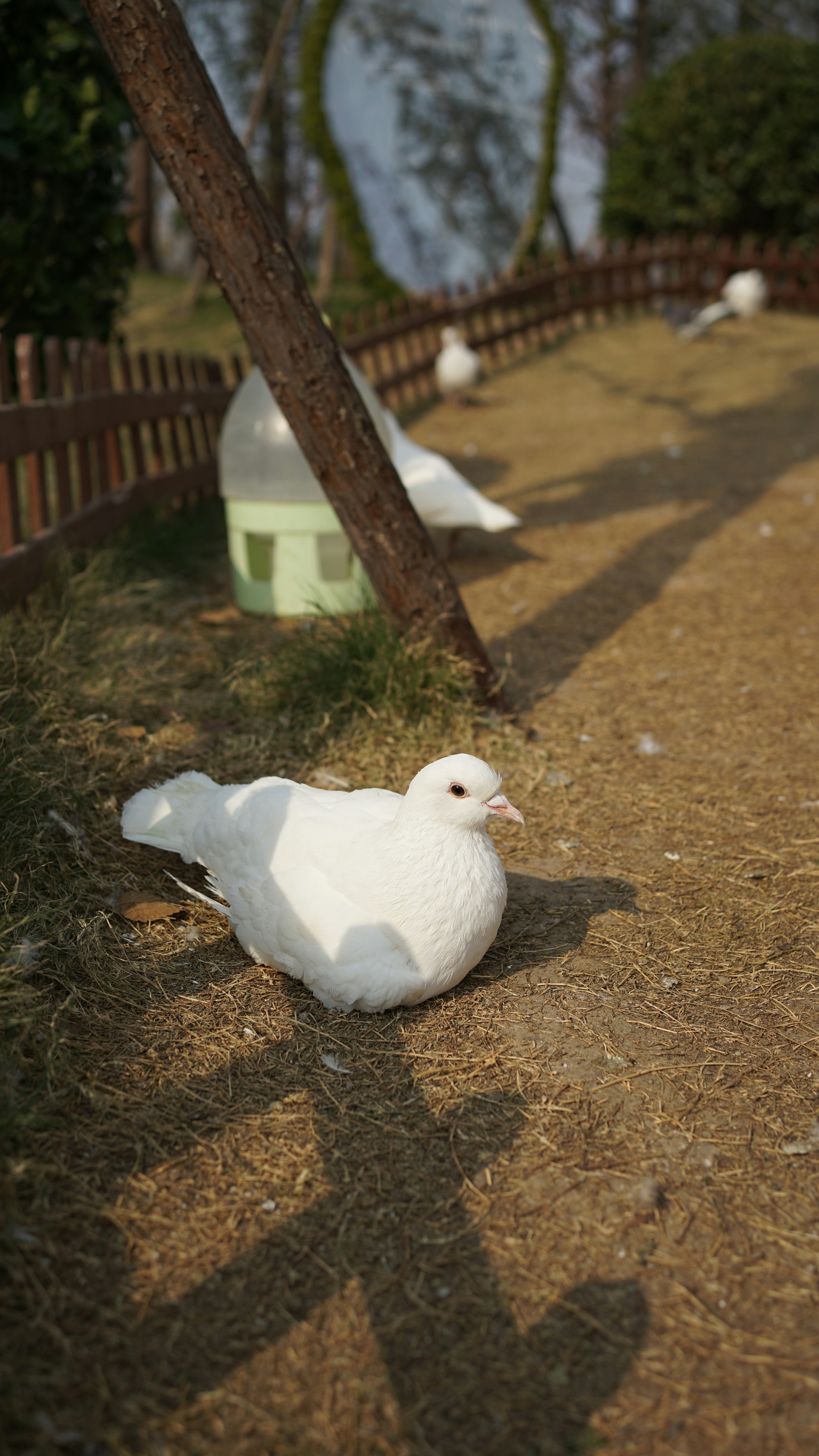 White duck in a sunlit paddock with a tilted wooden post and distant coop