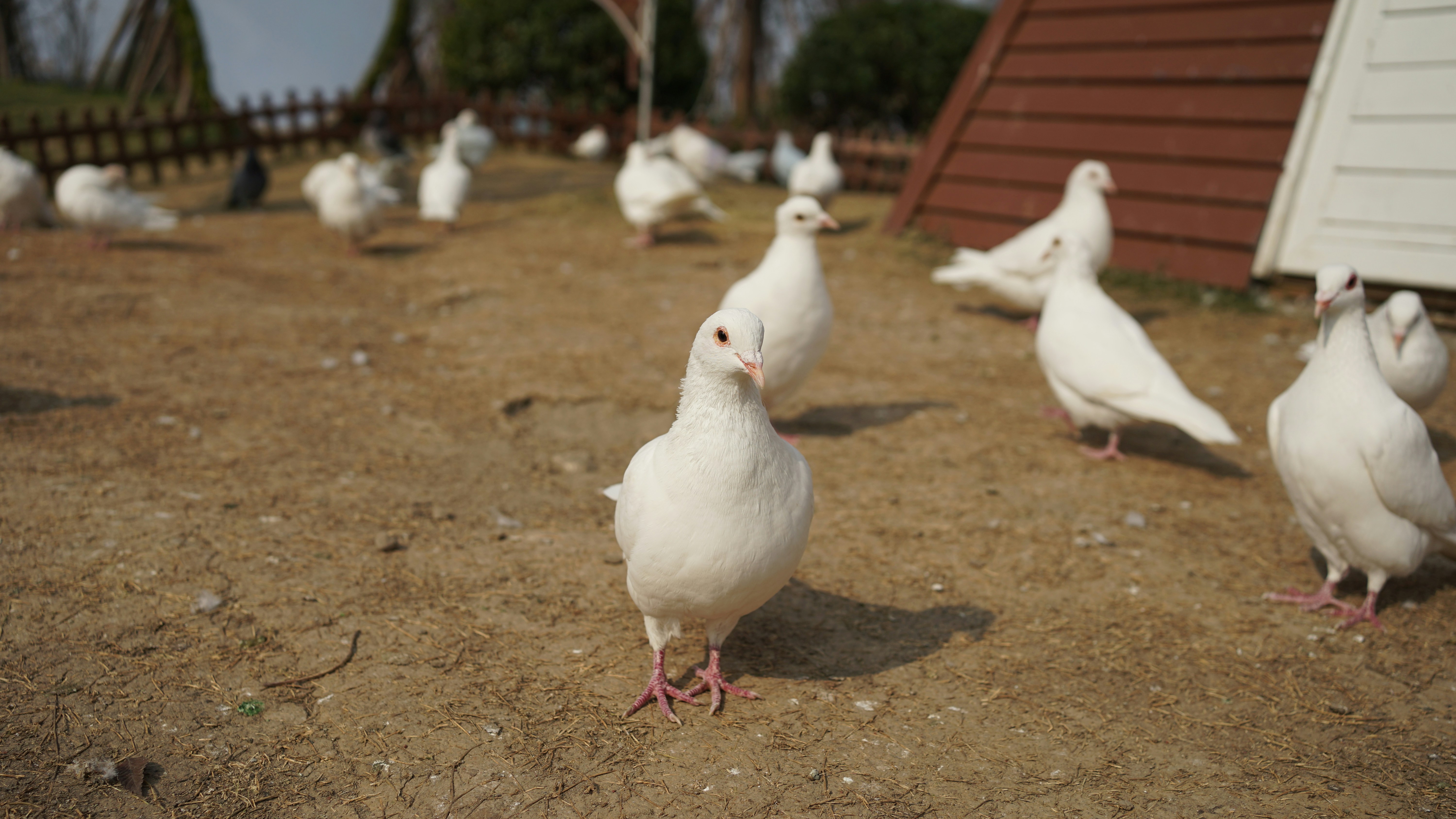 White-with-Red-beak Sentinel on a Dusty Coop Courtyard