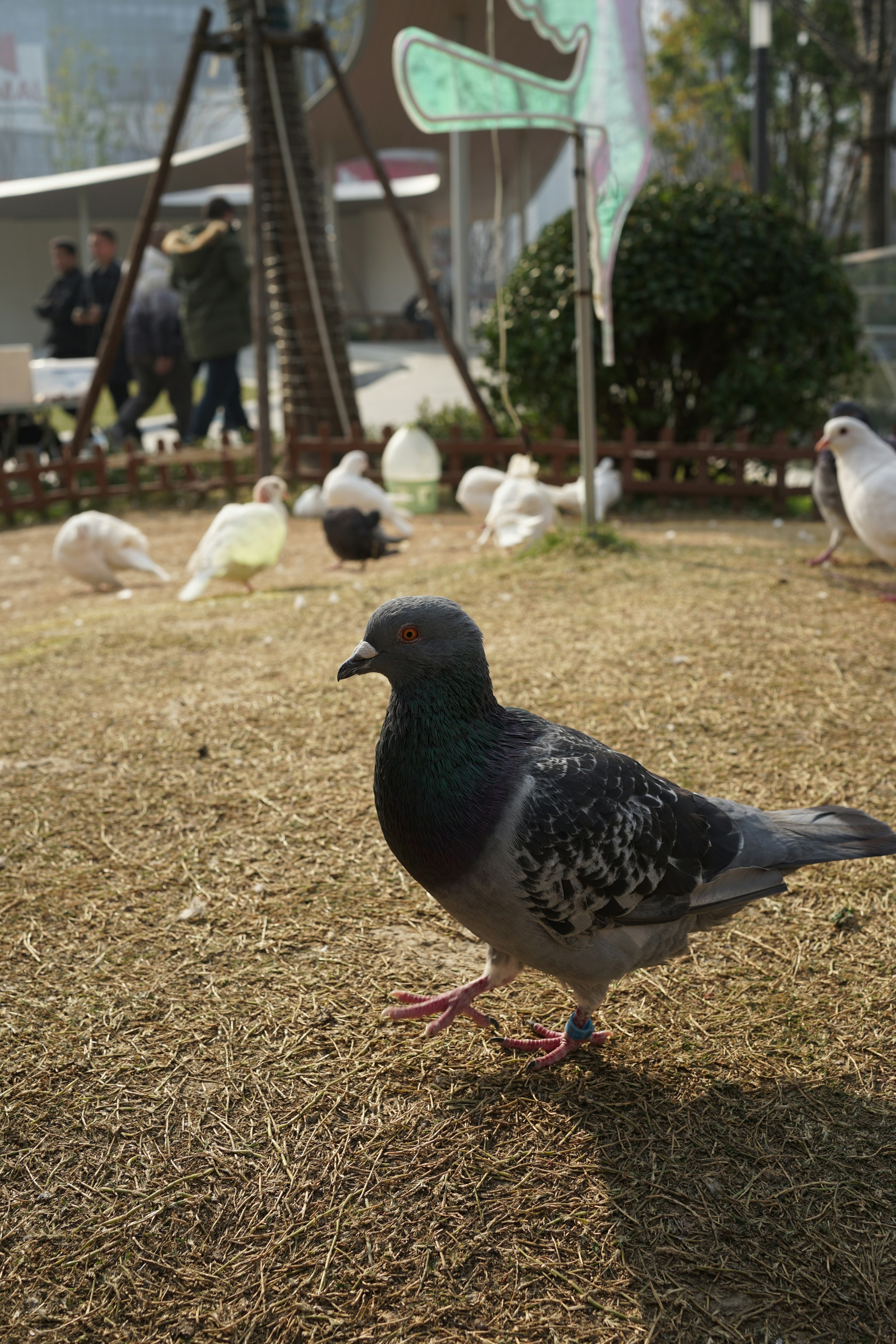 Grounded in Focus: A Pigeon Strolls Across a Sunlit Park