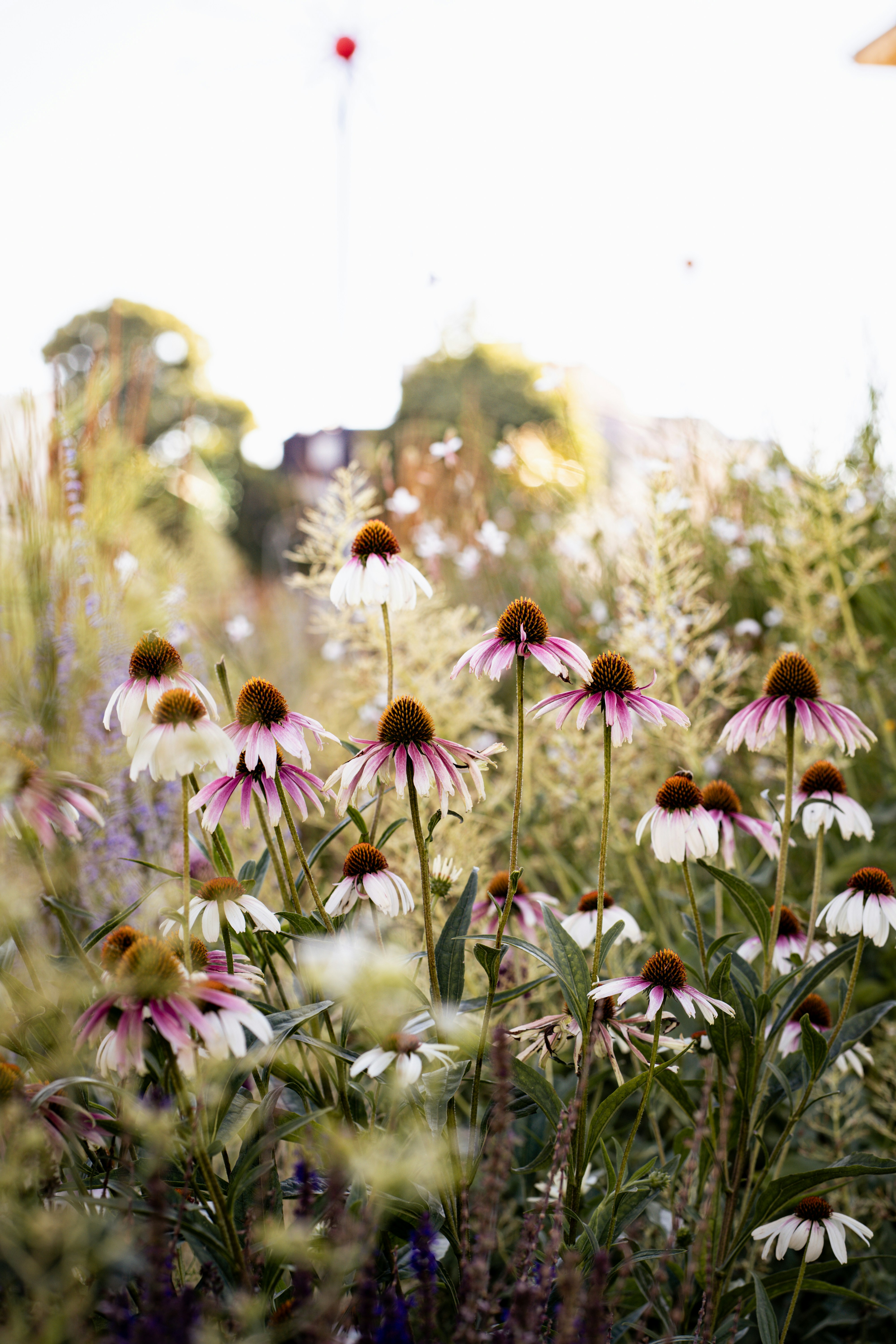 Farbenfrohe Blumenwiese