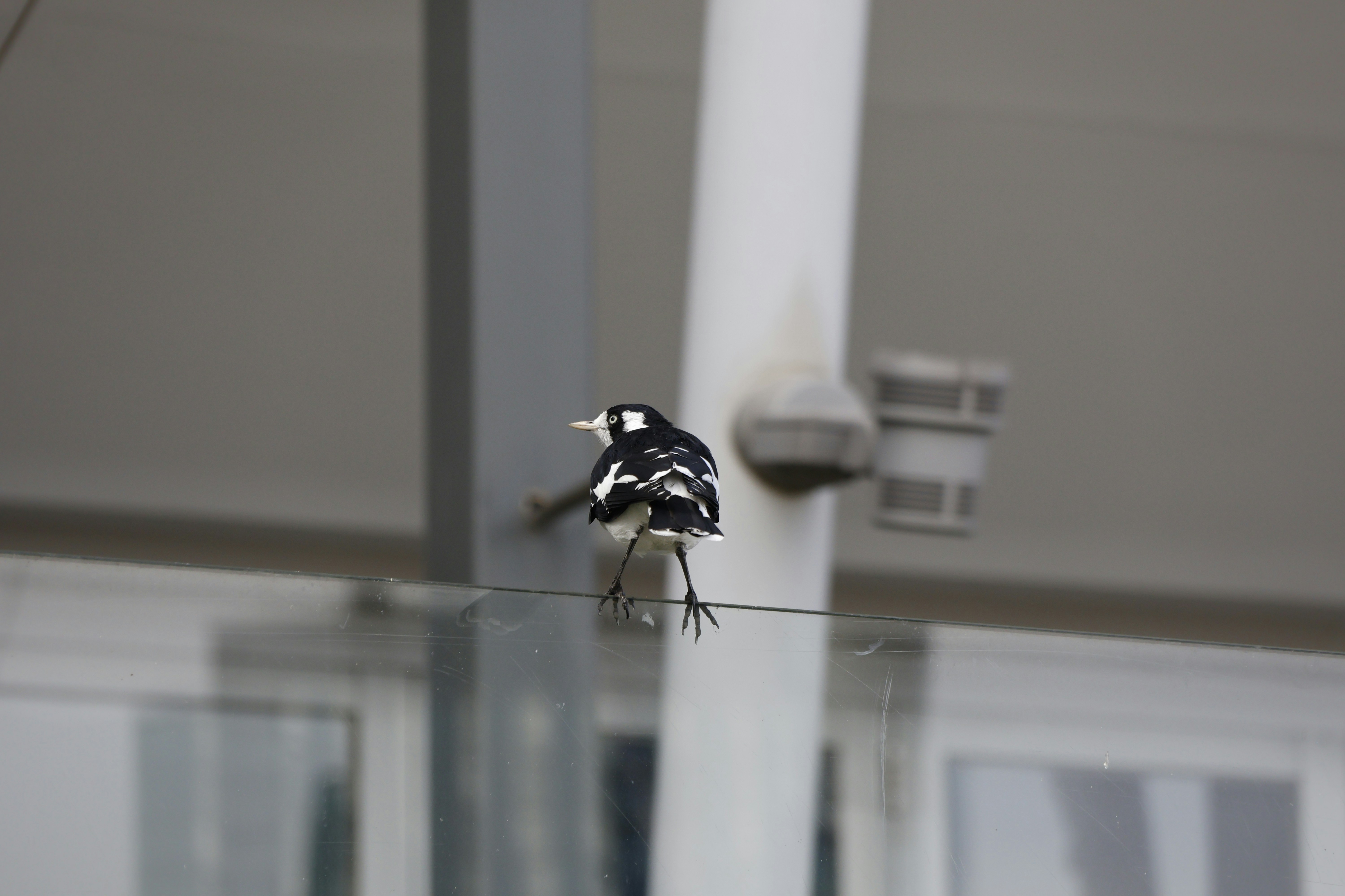 Urban Black-and-White Warbler Perched on Glass Barrier