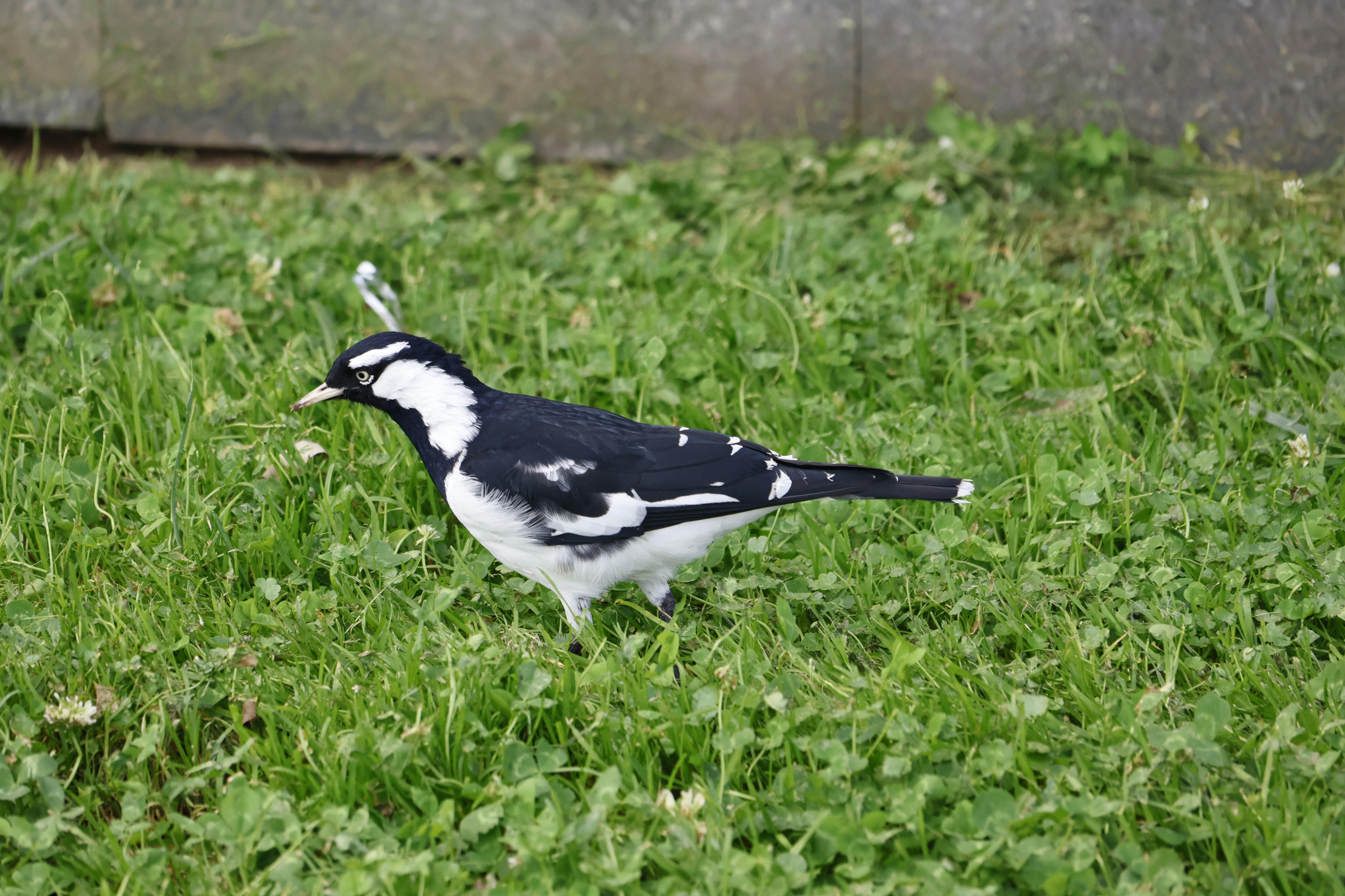Midfield Forager: A Pied Butcherbird Patrols a Green Patch