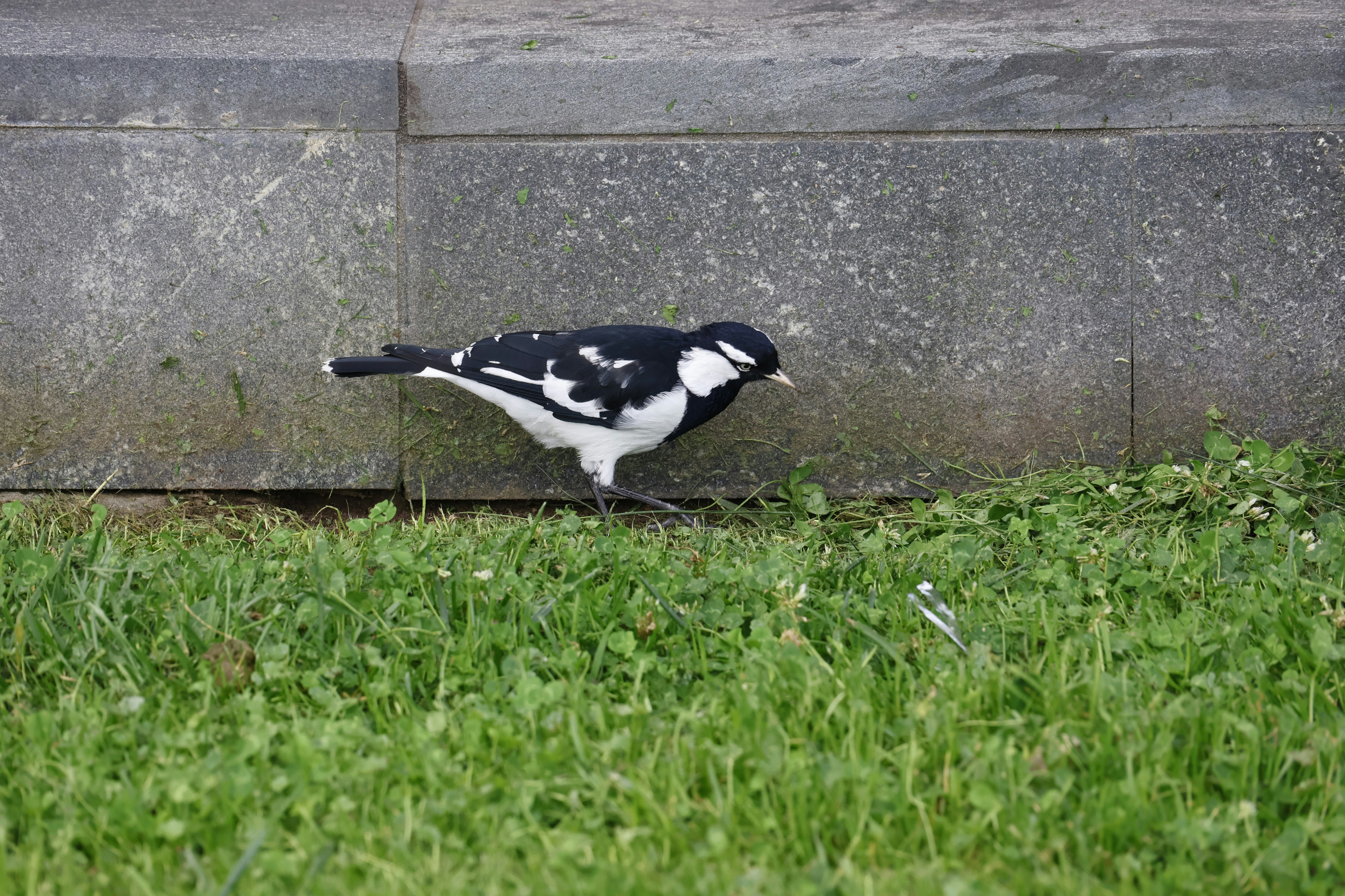 Black-and-white Wedge: A Magpie Patrols the Lawn Edge