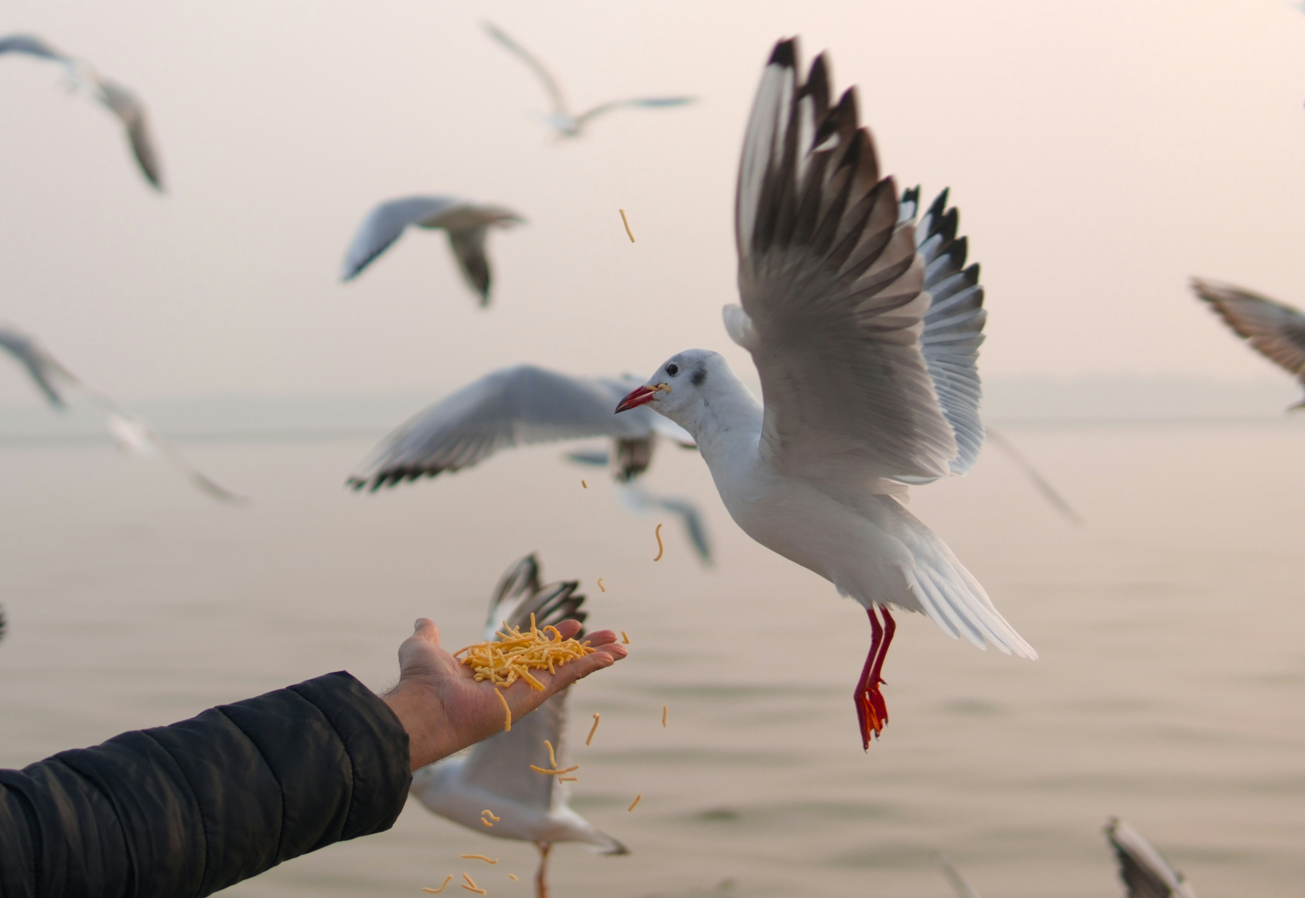 Feeding Frenzy at Dawn: A Seabird Flight Network