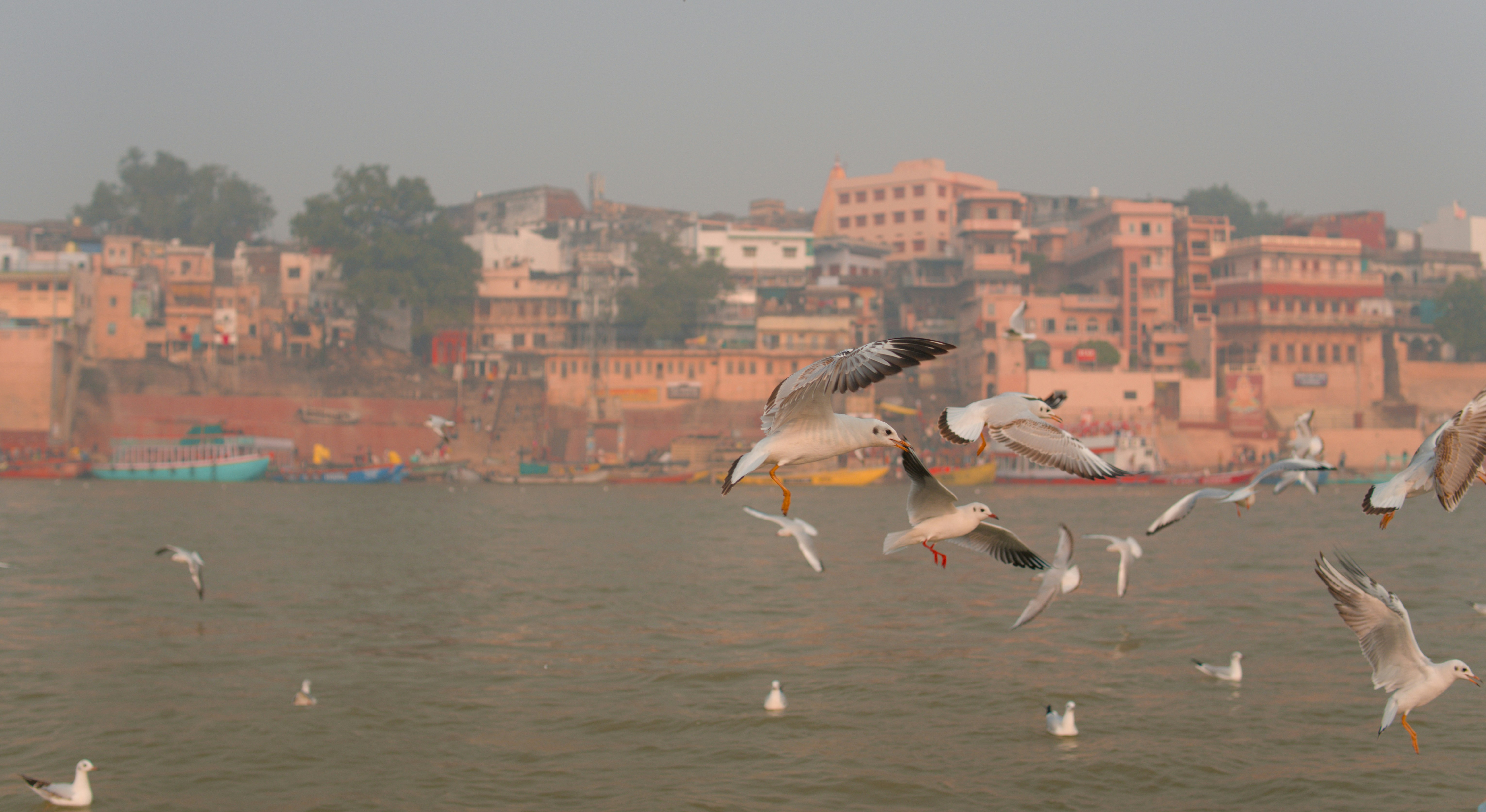 Flurry of Wings Over the Riverside Town
