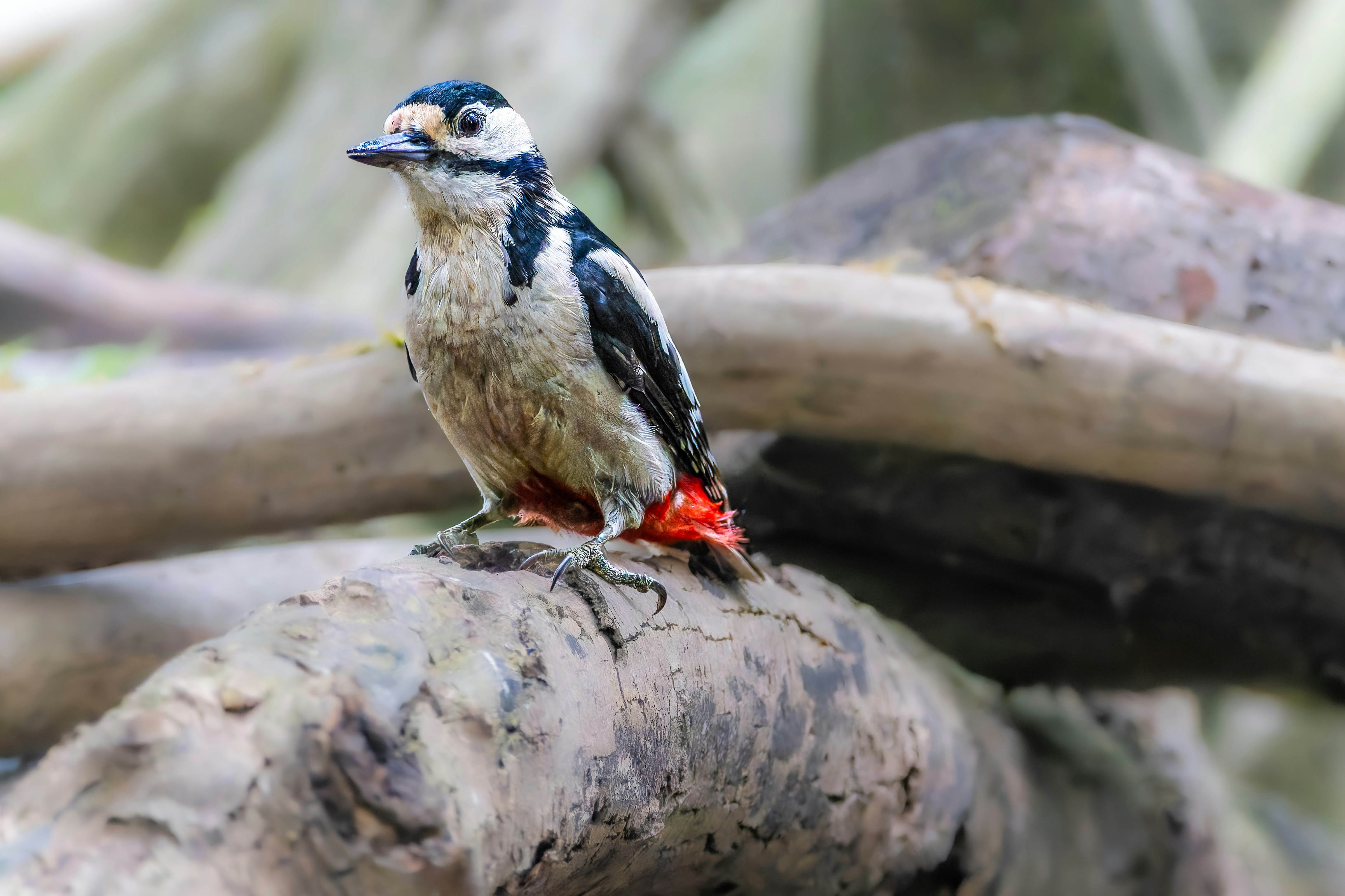 Photo by Siegfried Poepperl with Nikon Z8