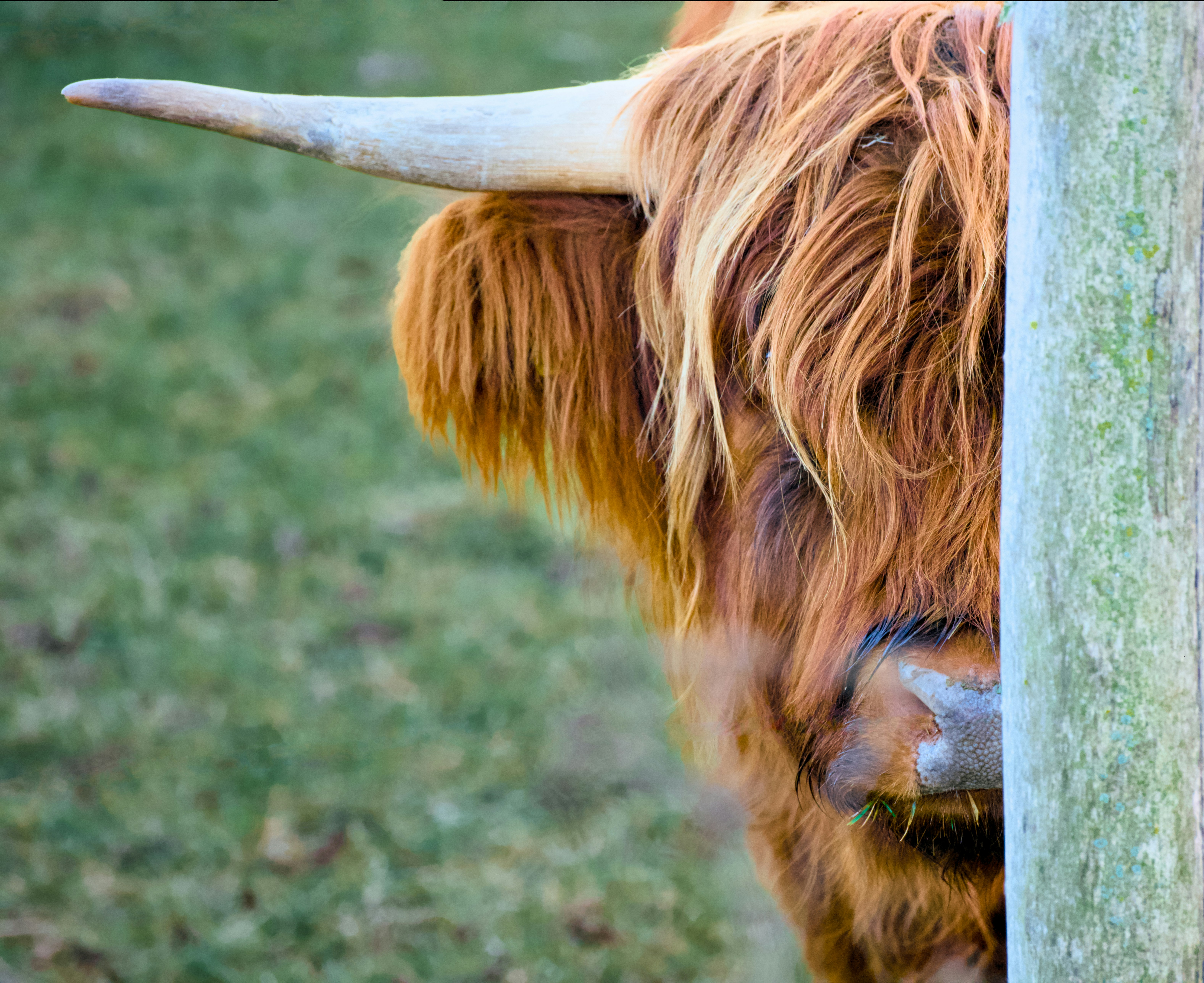 Bearded Keeper at the Gate: A Highland Framed in Wood and Field
