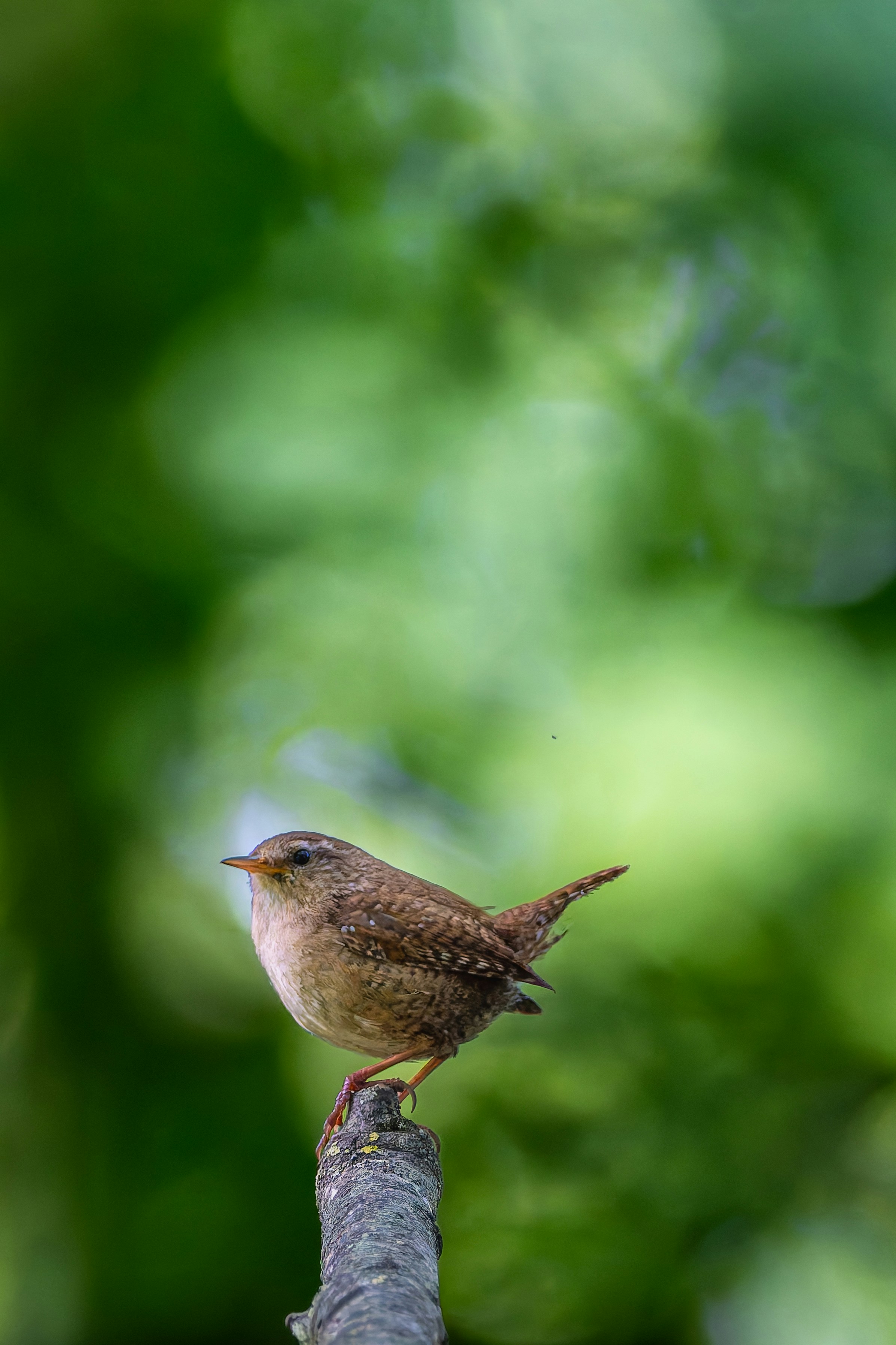 Perched in Bark: A Small Brown Bird Against a Lush Green Blur