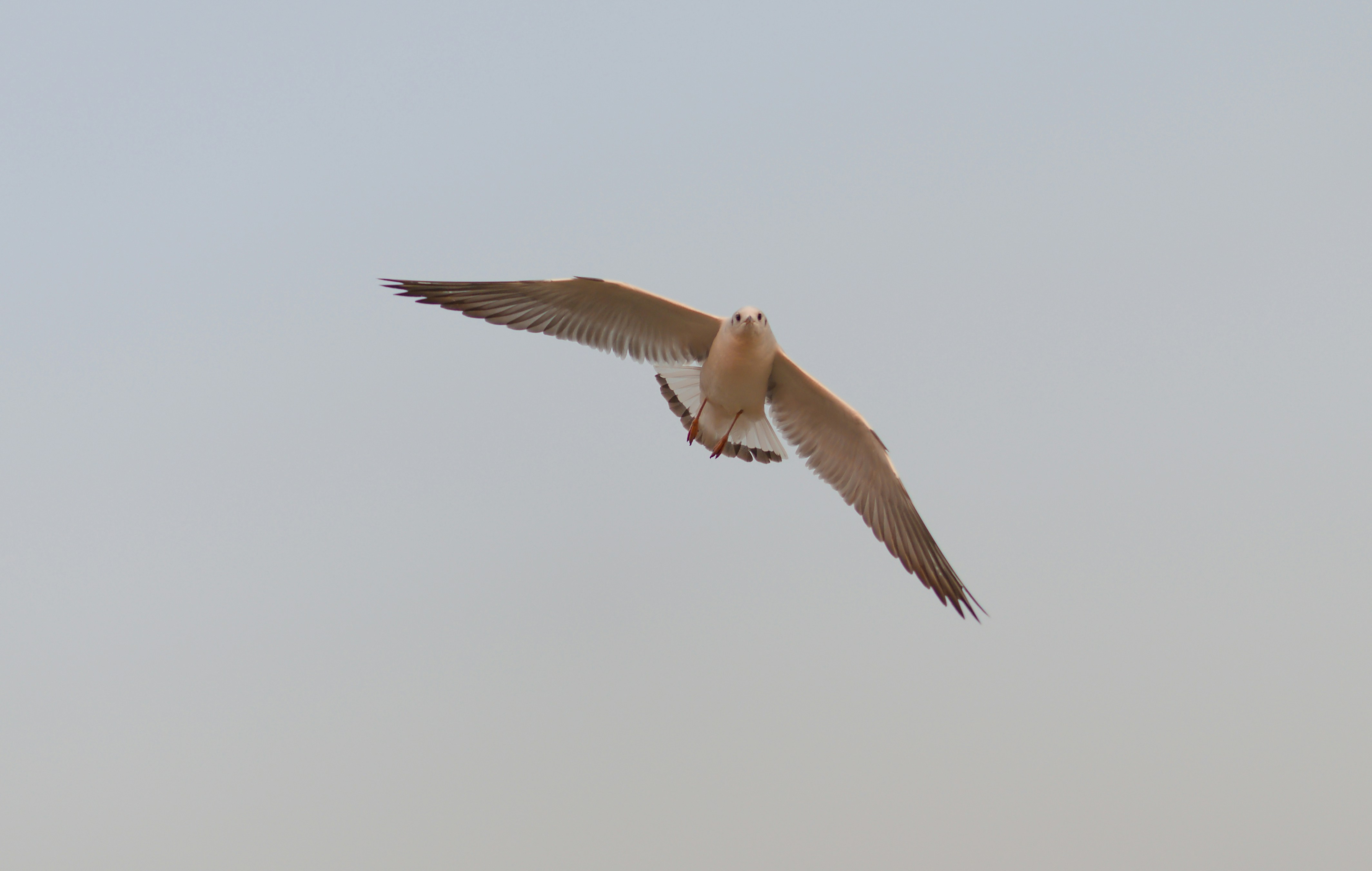 Midair Glider: a lone seabird carving a calm sky