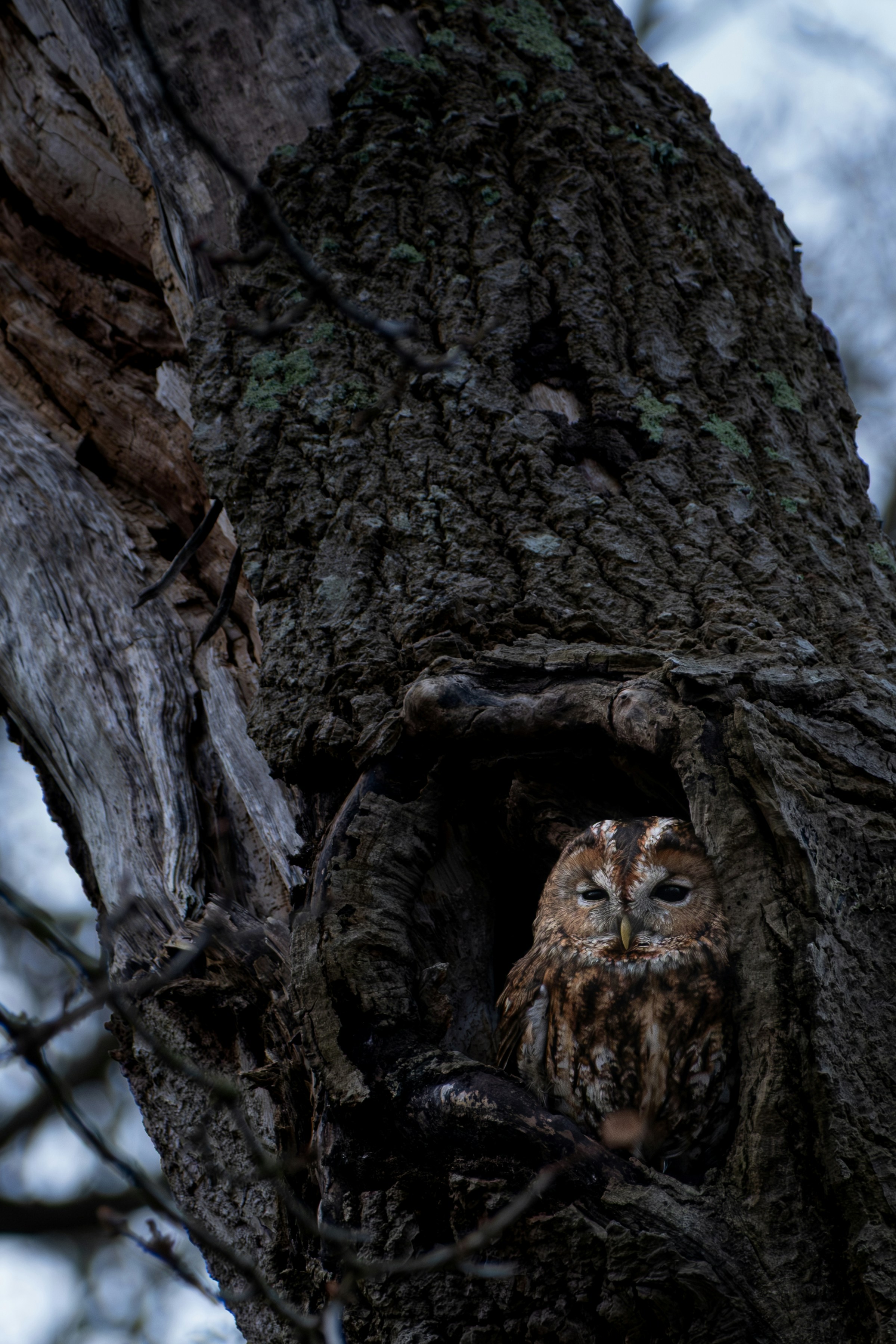 Owl Nest in Bark: A Hidden Moment