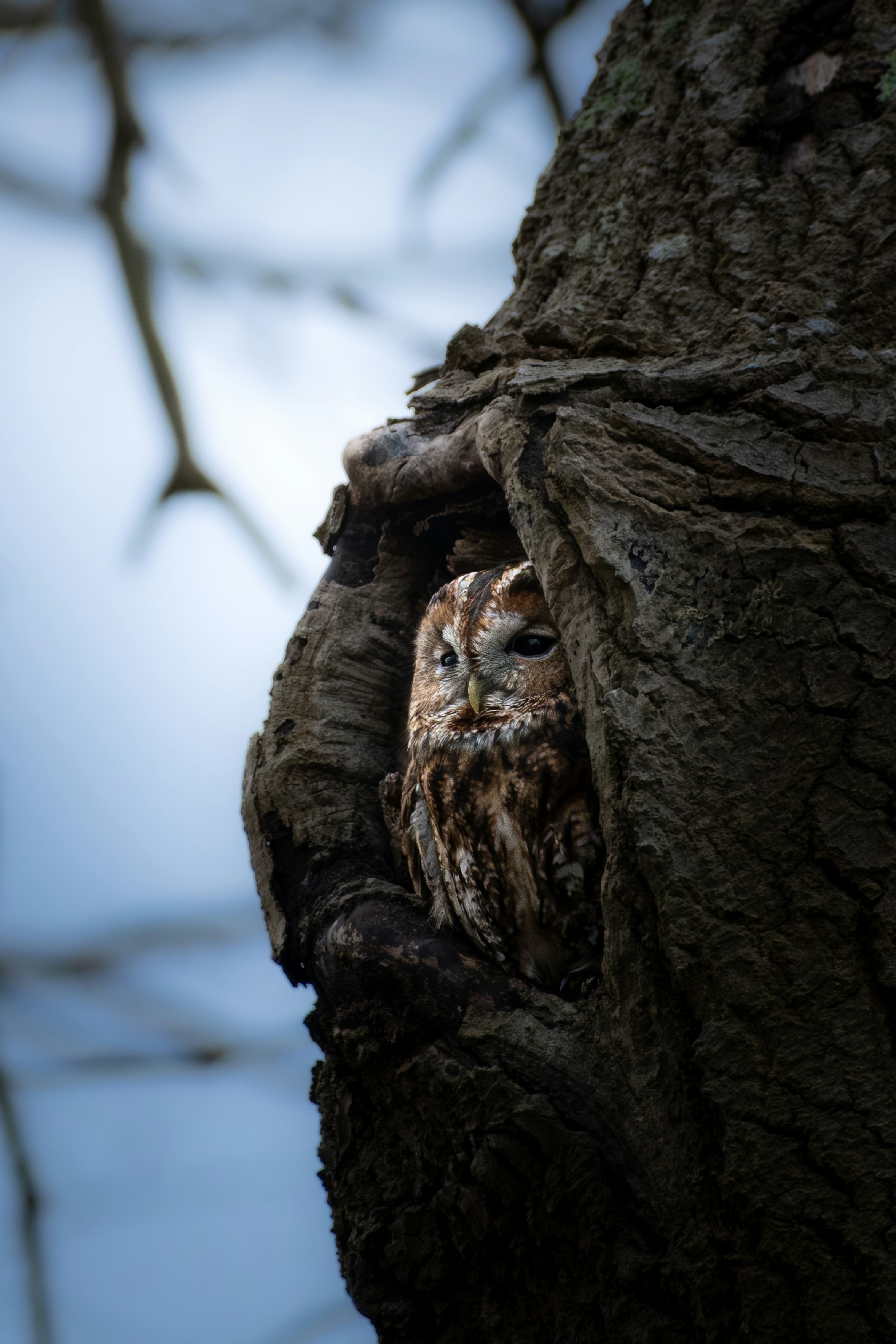 Hidden Owl in the Tree Hollow