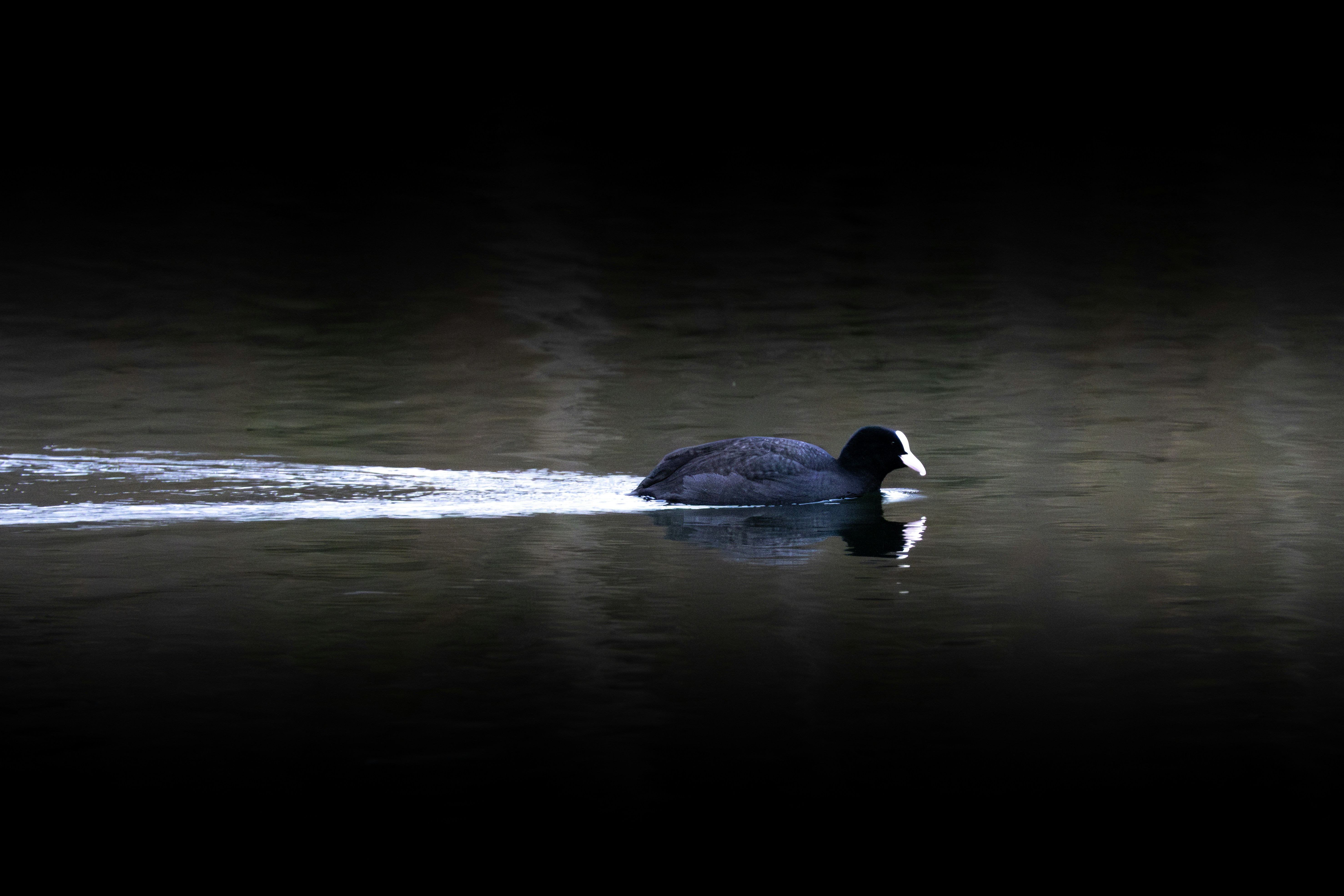 Silhouette Crossing: A lone loon gliding through a velvet-dark lake