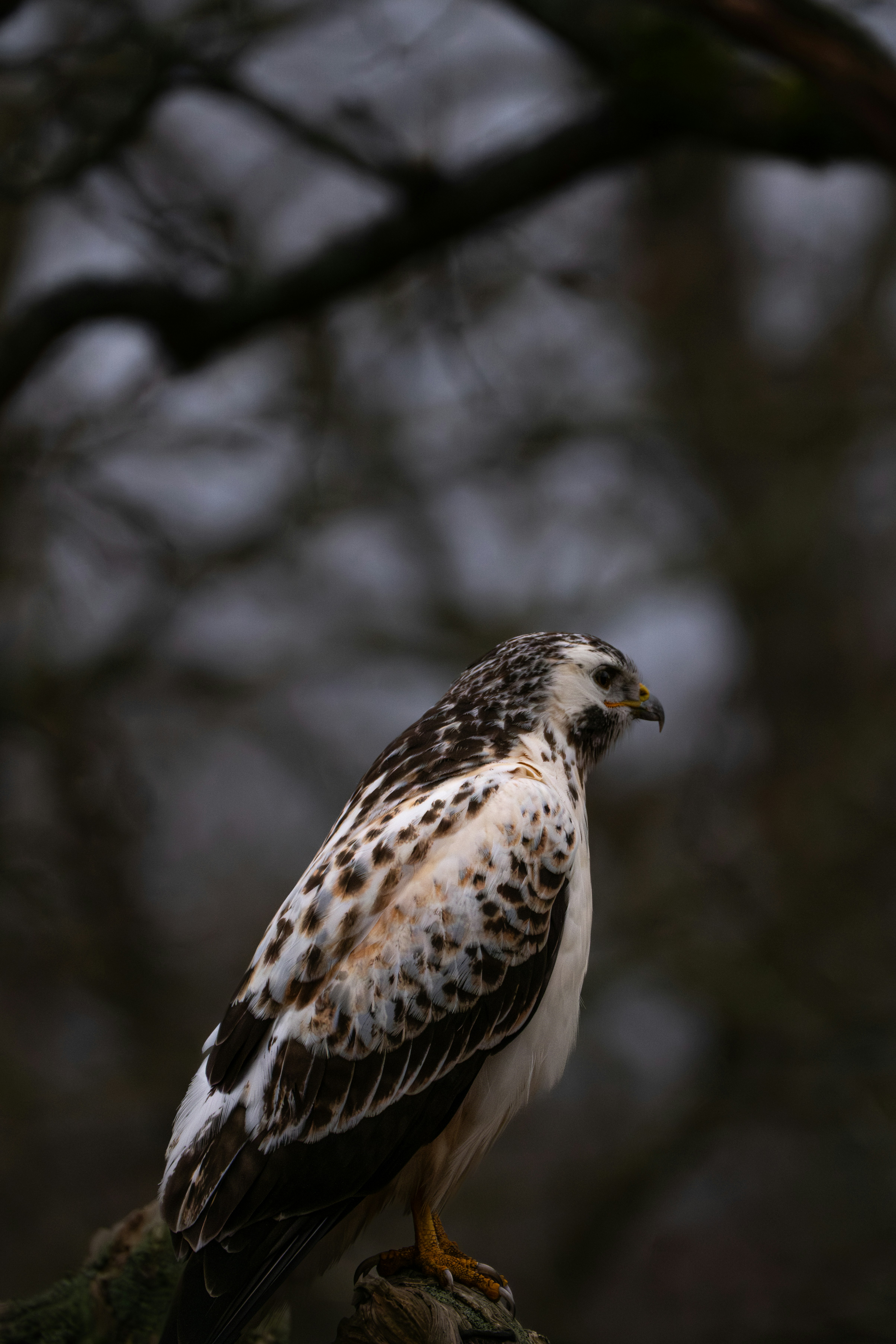 Perched Peregrine in Dusk Cloak