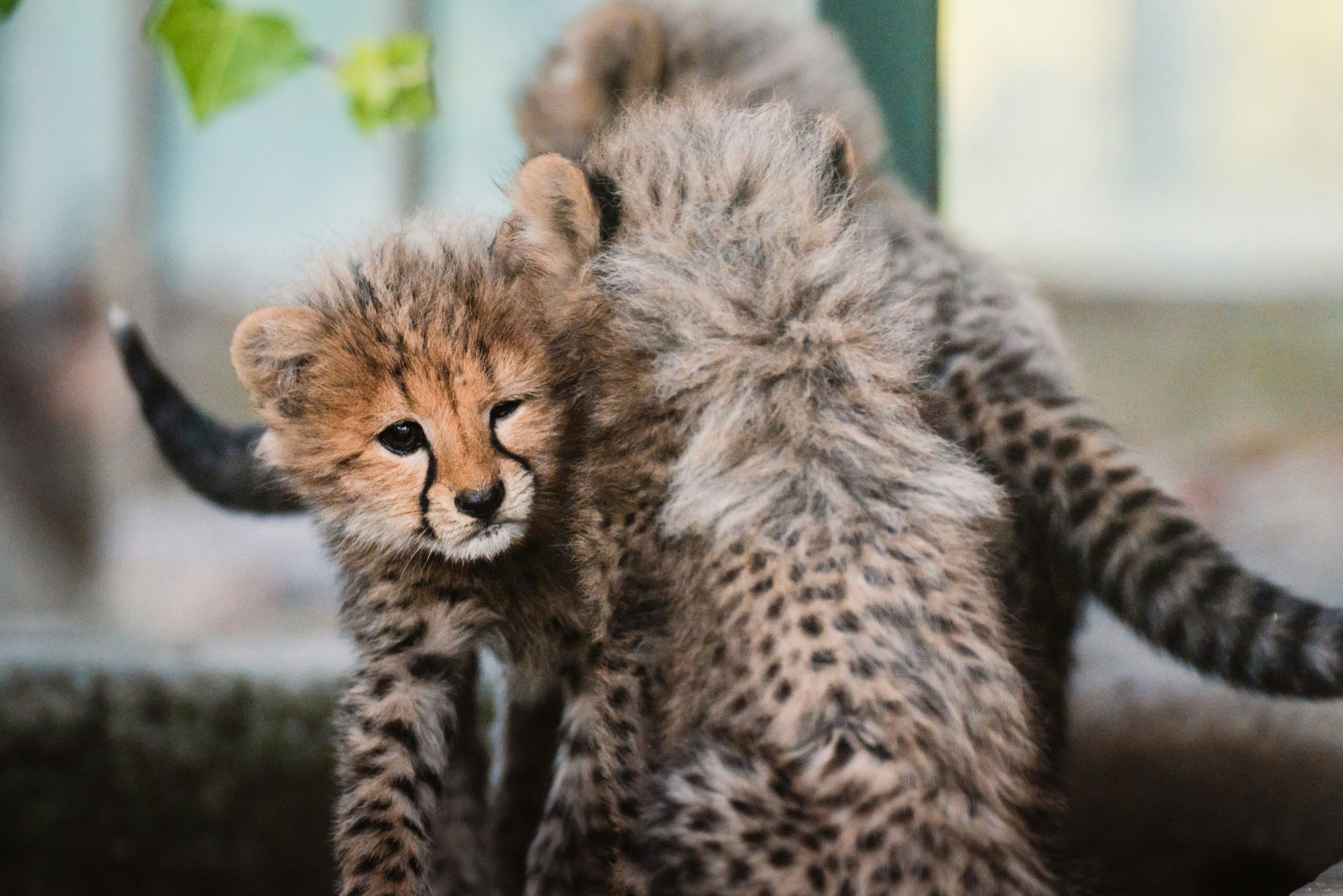 Curious Cheetah Cubs Exploring