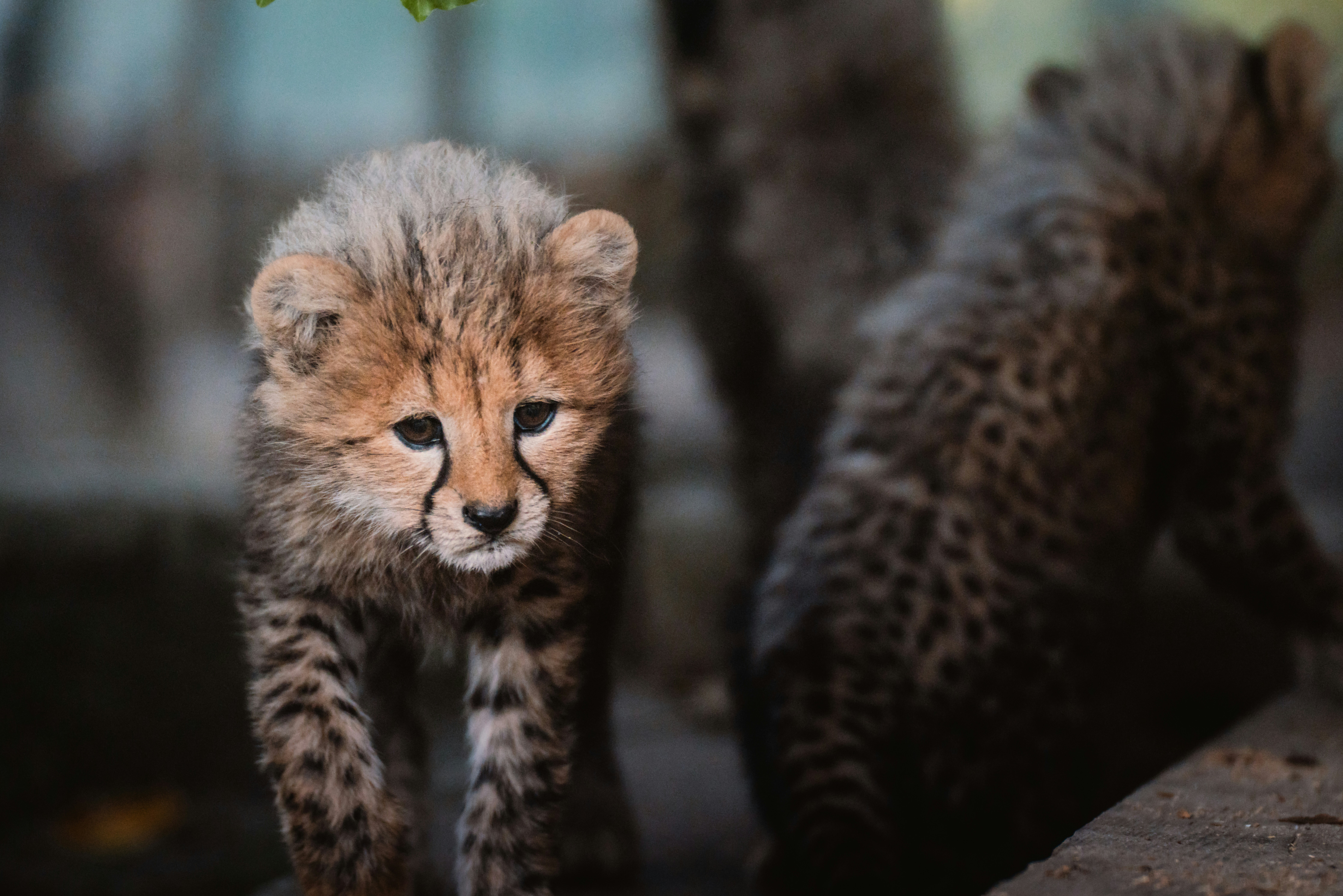 Young Cheetah's First Steps