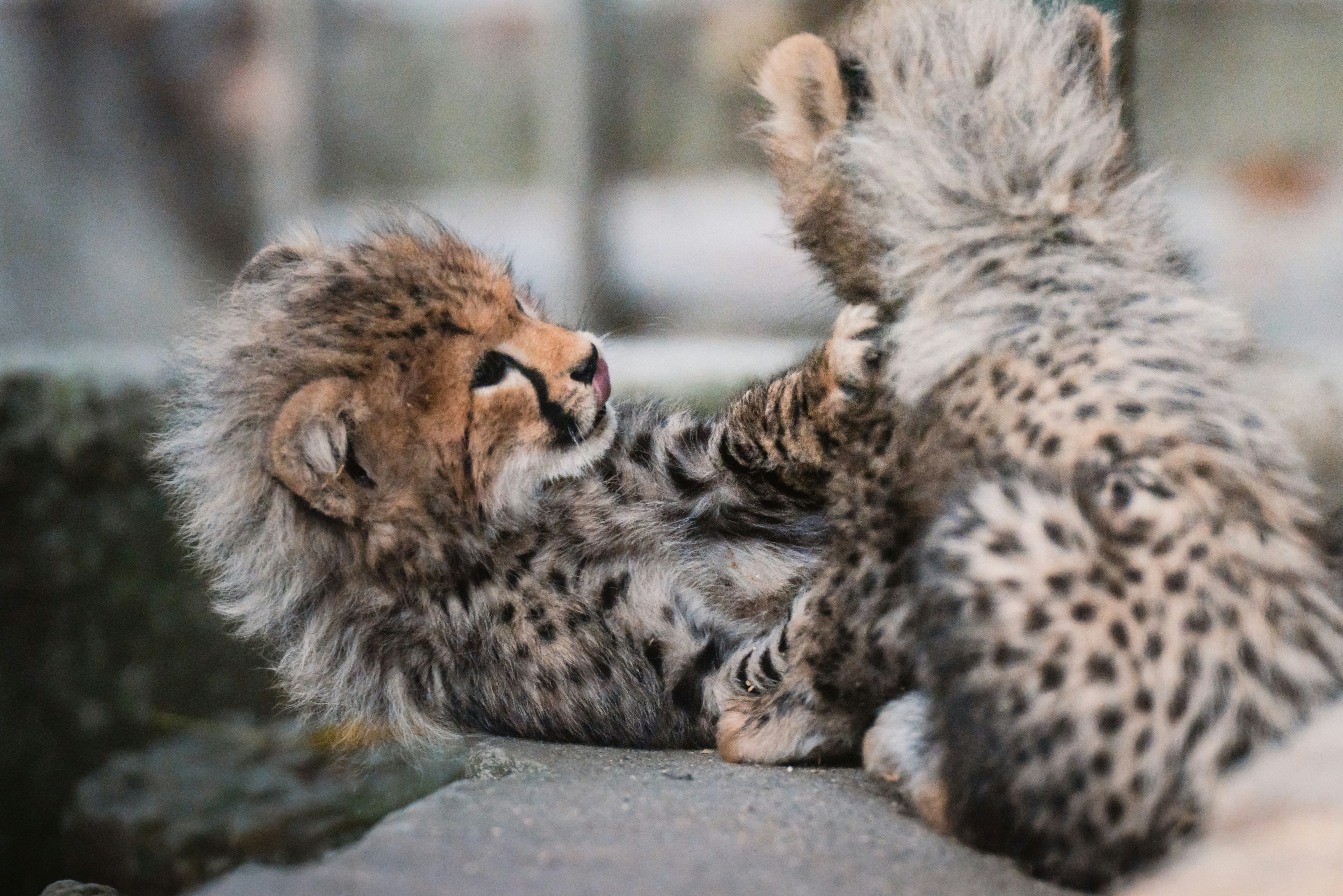 Cheetah Cubs Play Fighting