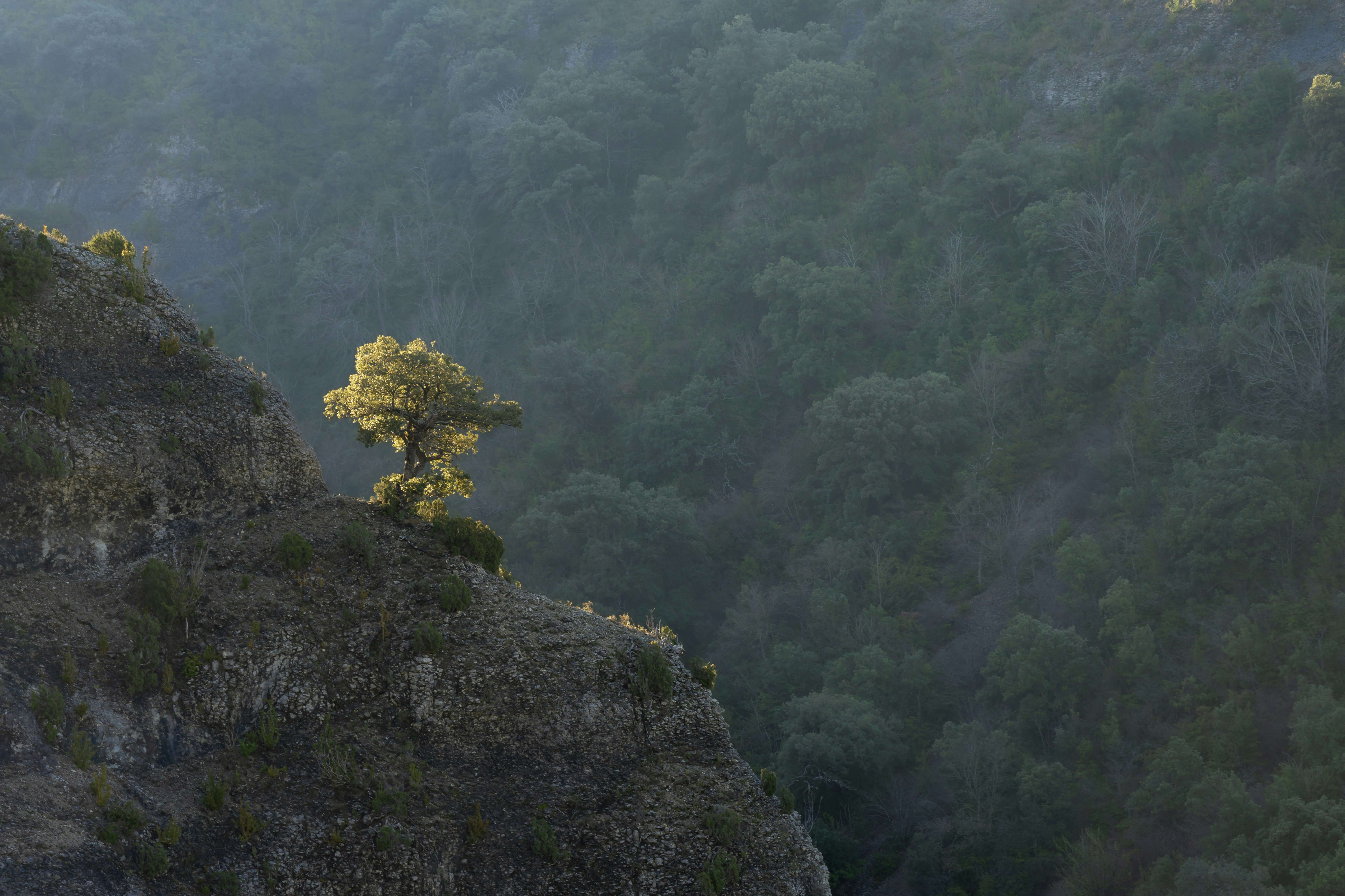 A Lone Tree on the Edge: Quiet Defiance Over the Cliff