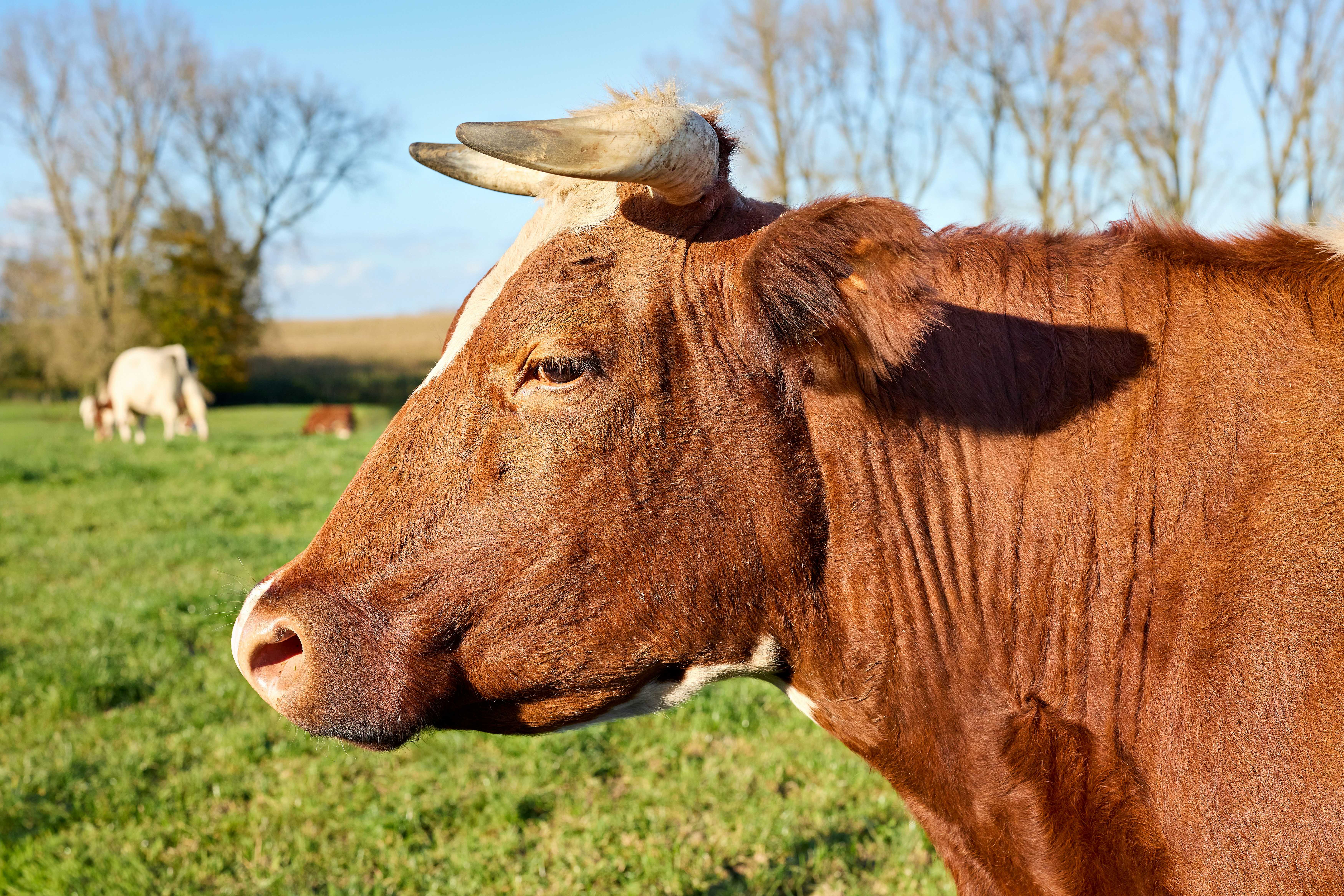 Close-up of a majestic brown and white cow in profile, basking in sunlight. Grazing peacefully in a vibrant green pasture with blurred farm animals and trees in the tranquil countryside.