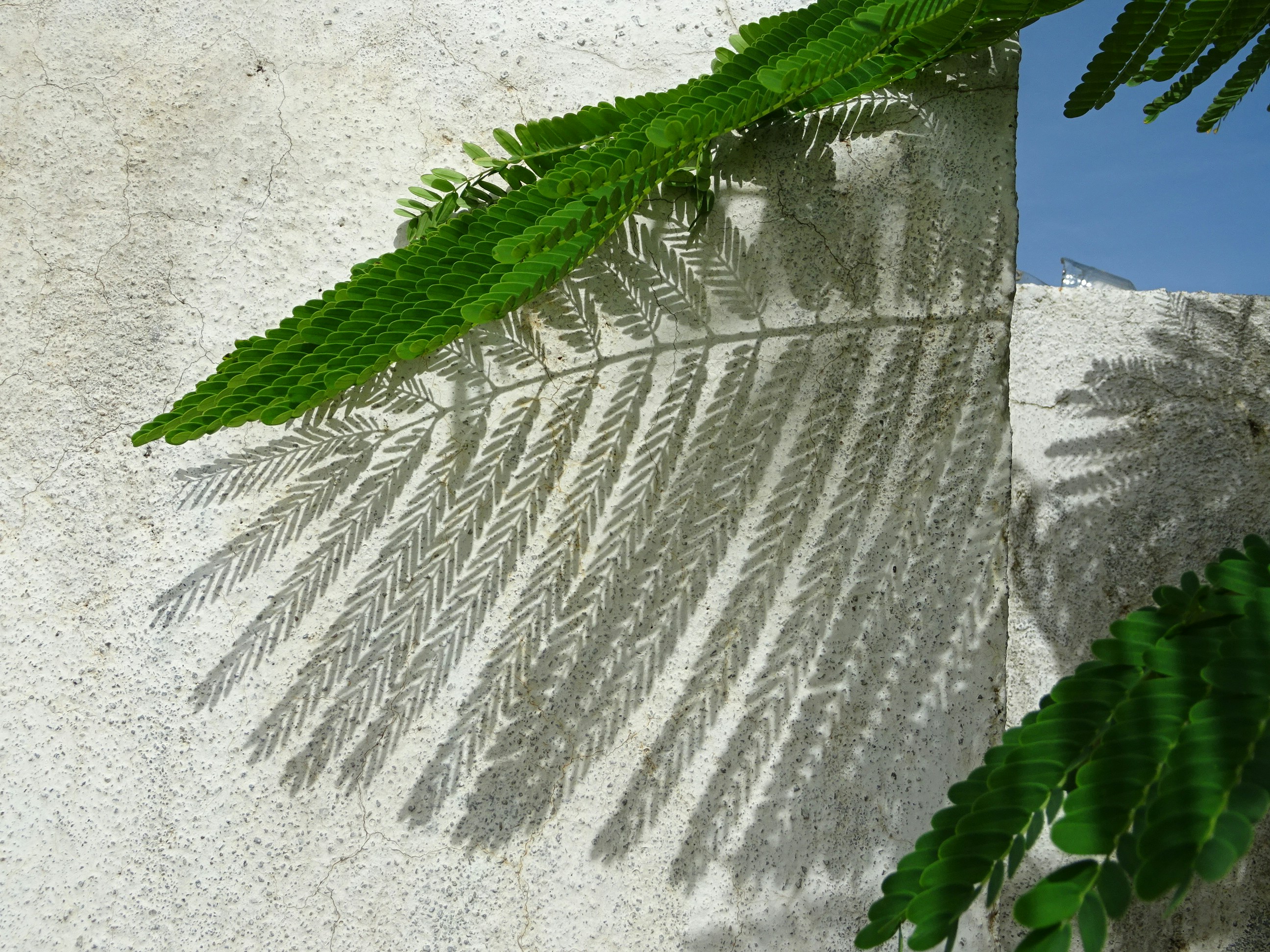 Green fern leaves casting shadows on a textured wall