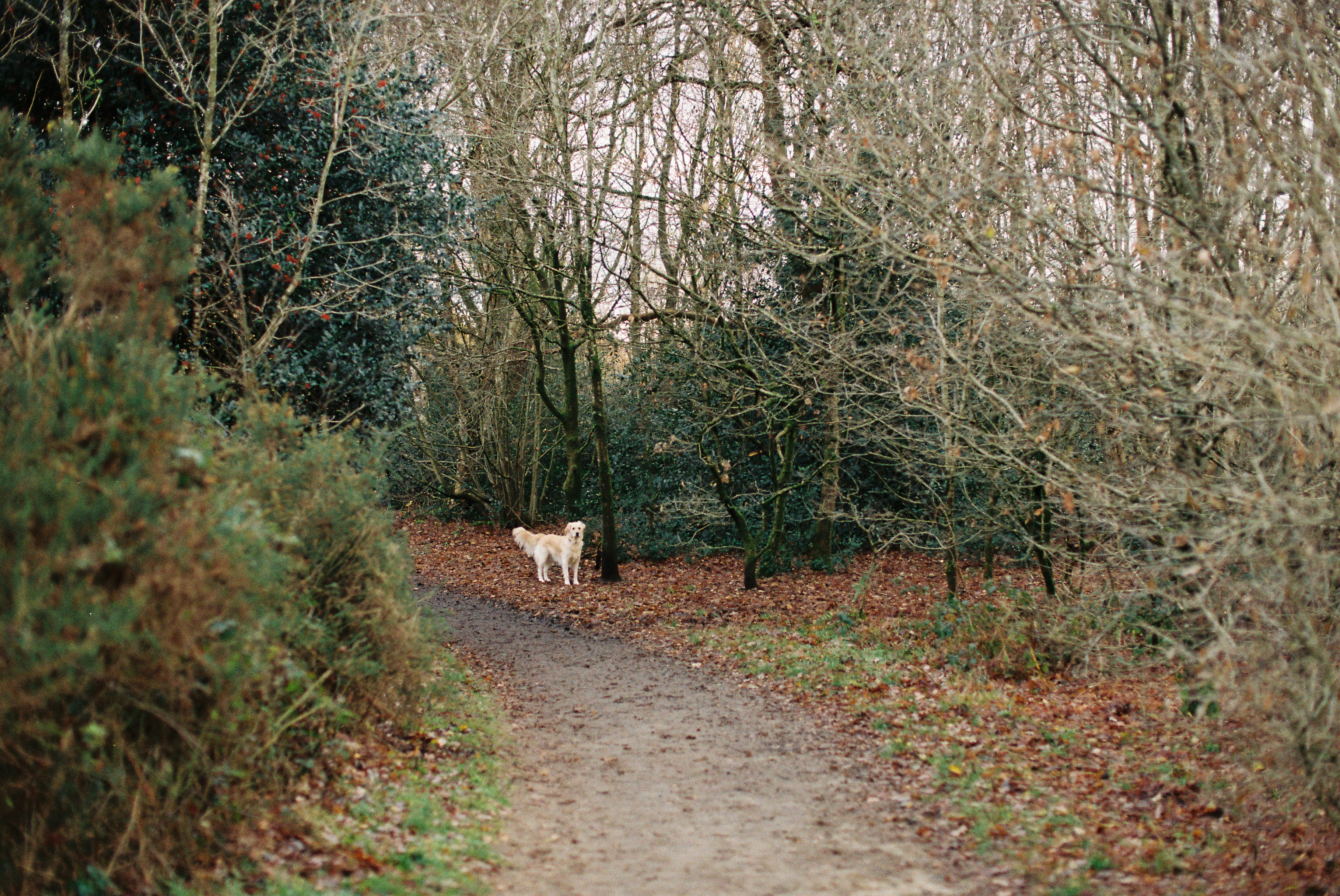 A dog stands on a path in a bare forest. photo – Free Forest Image on ...