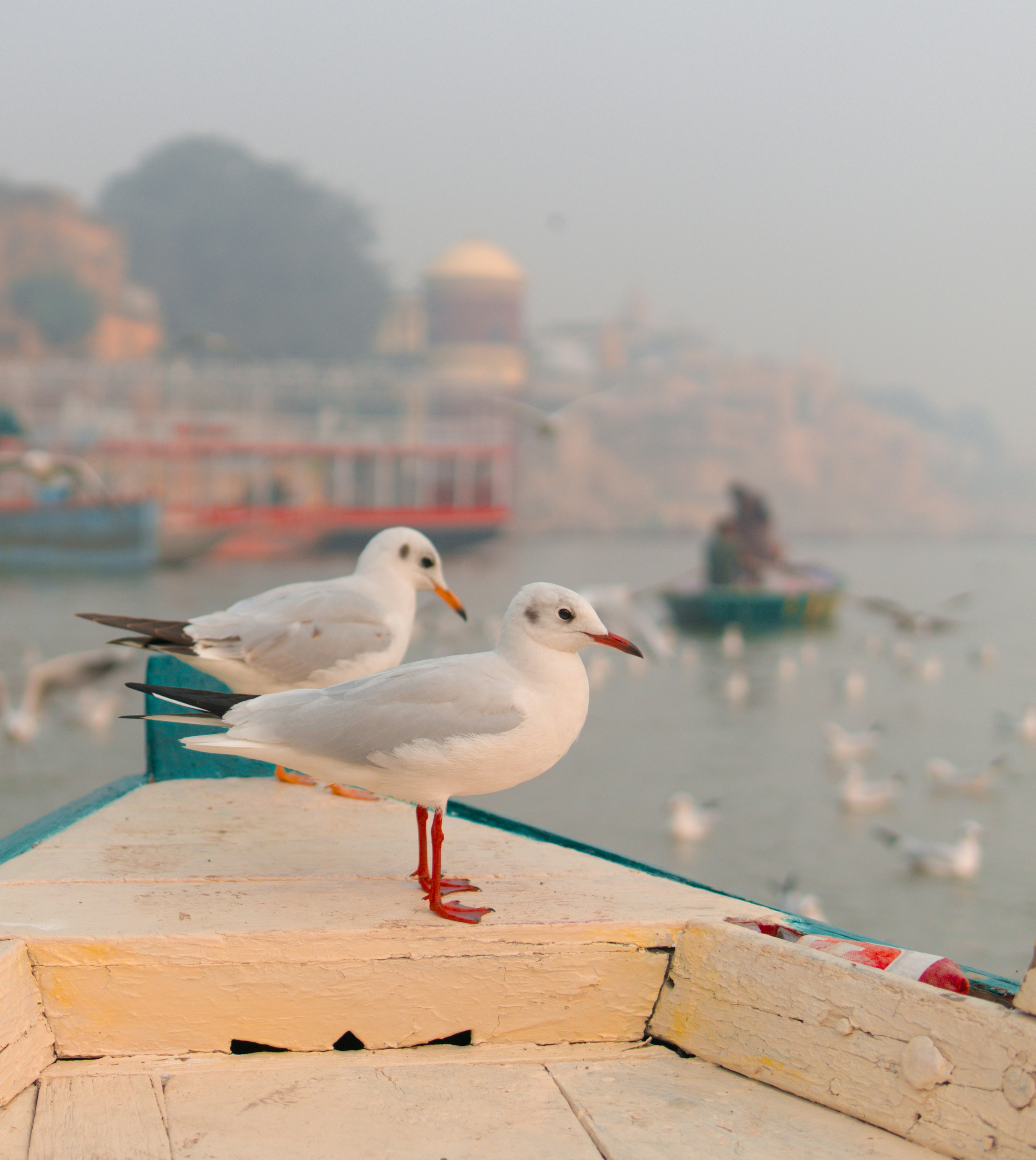 Seagulls on a Weathered Boat at Dawn Harbor