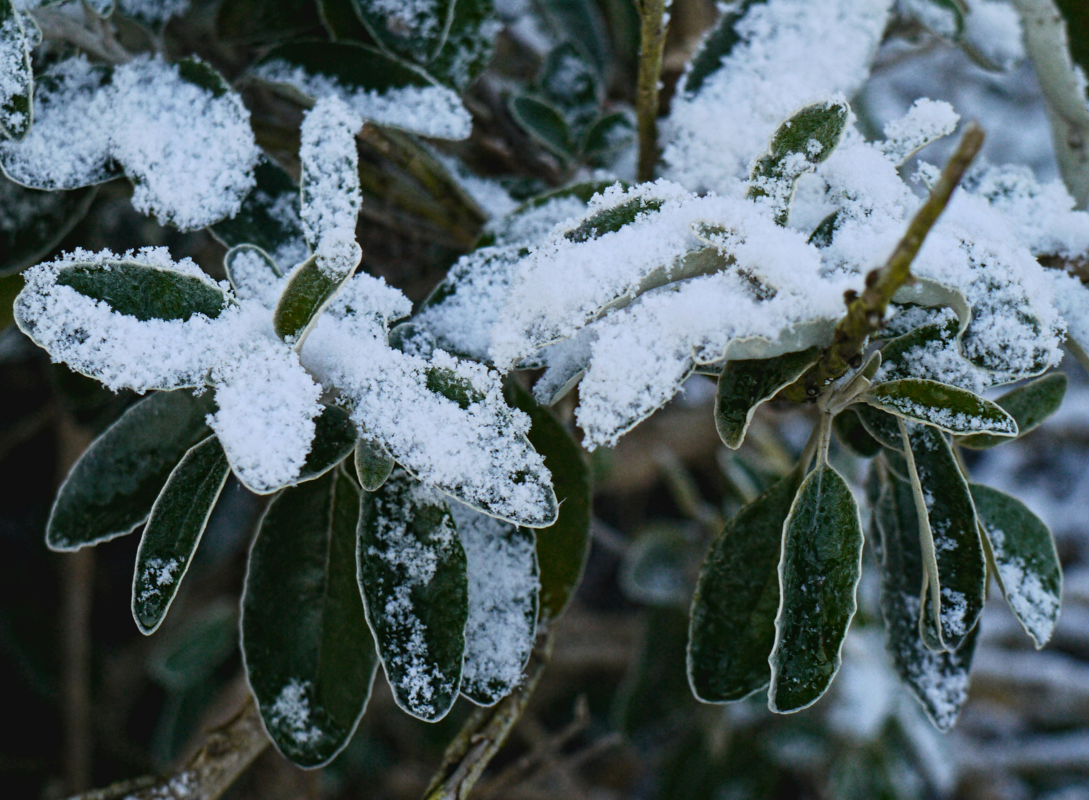 Green leaves covered in frost and snow