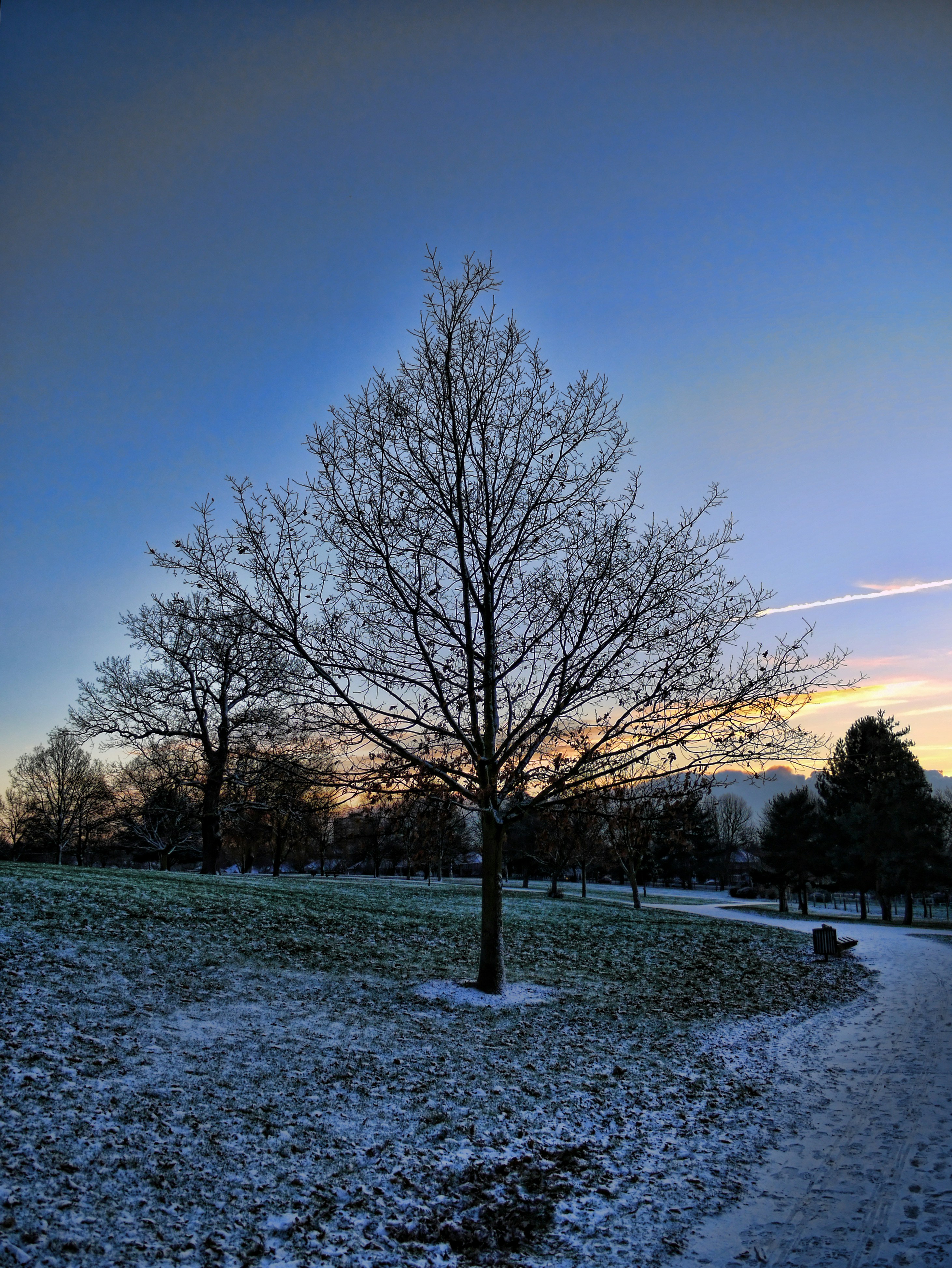 Bare tree on snowy hill at sunrise
