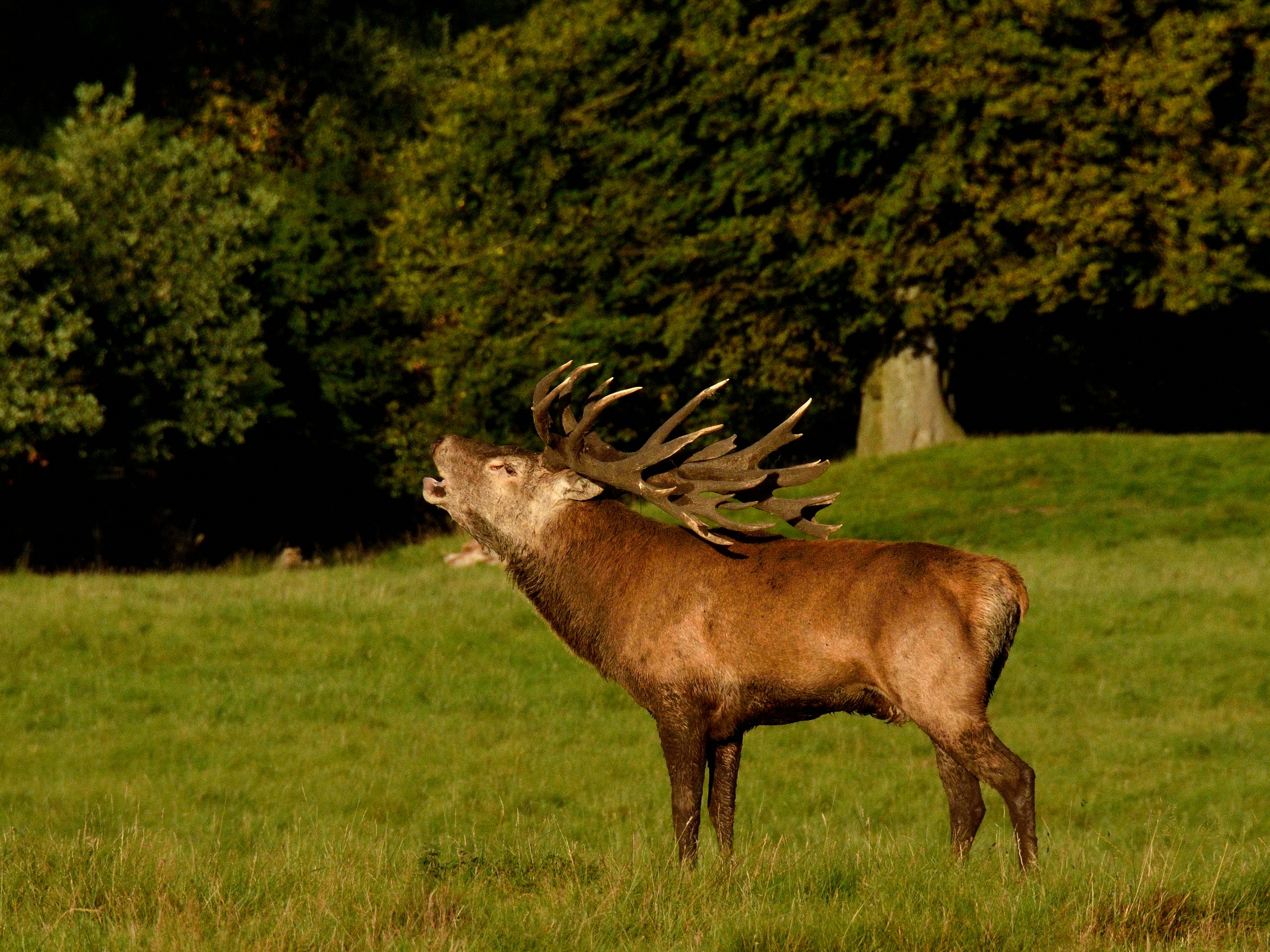 Majestic Roar Across the Meadow: A Red Deer Stallion in Golden Hour