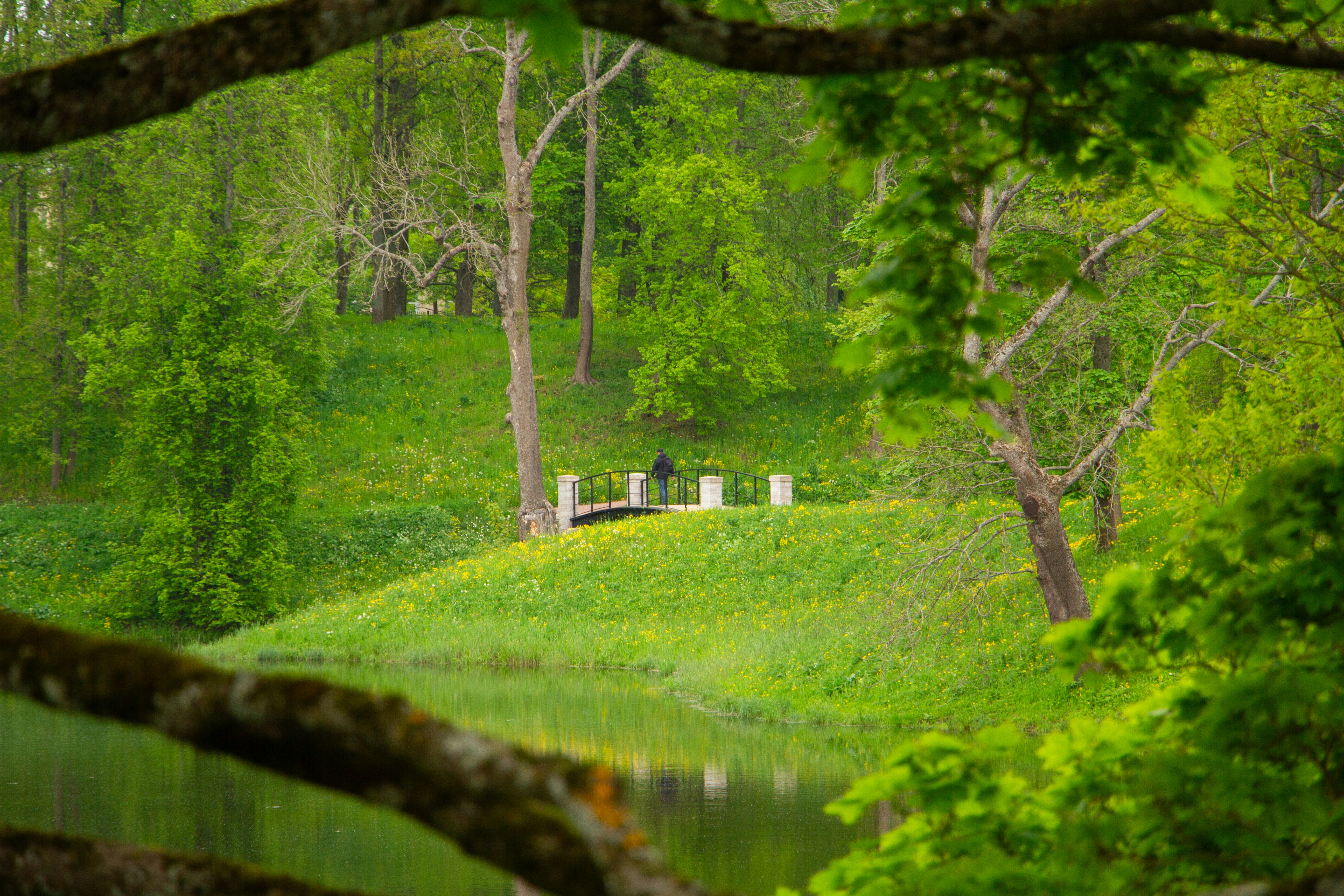 Hidden Bridge in a Quiet Green Clearing