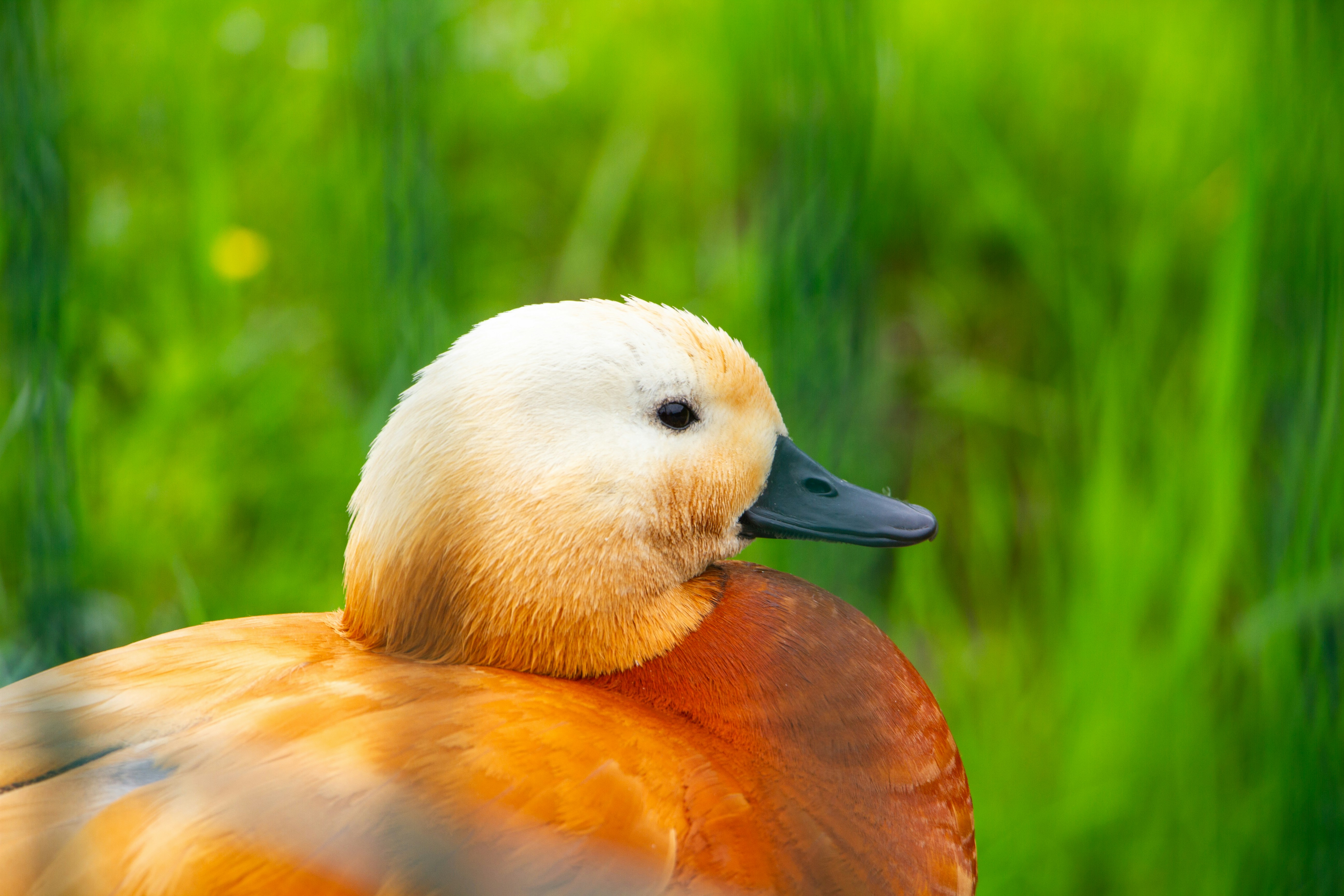 Close-up of a Golden Duck in Verdant Backdrop