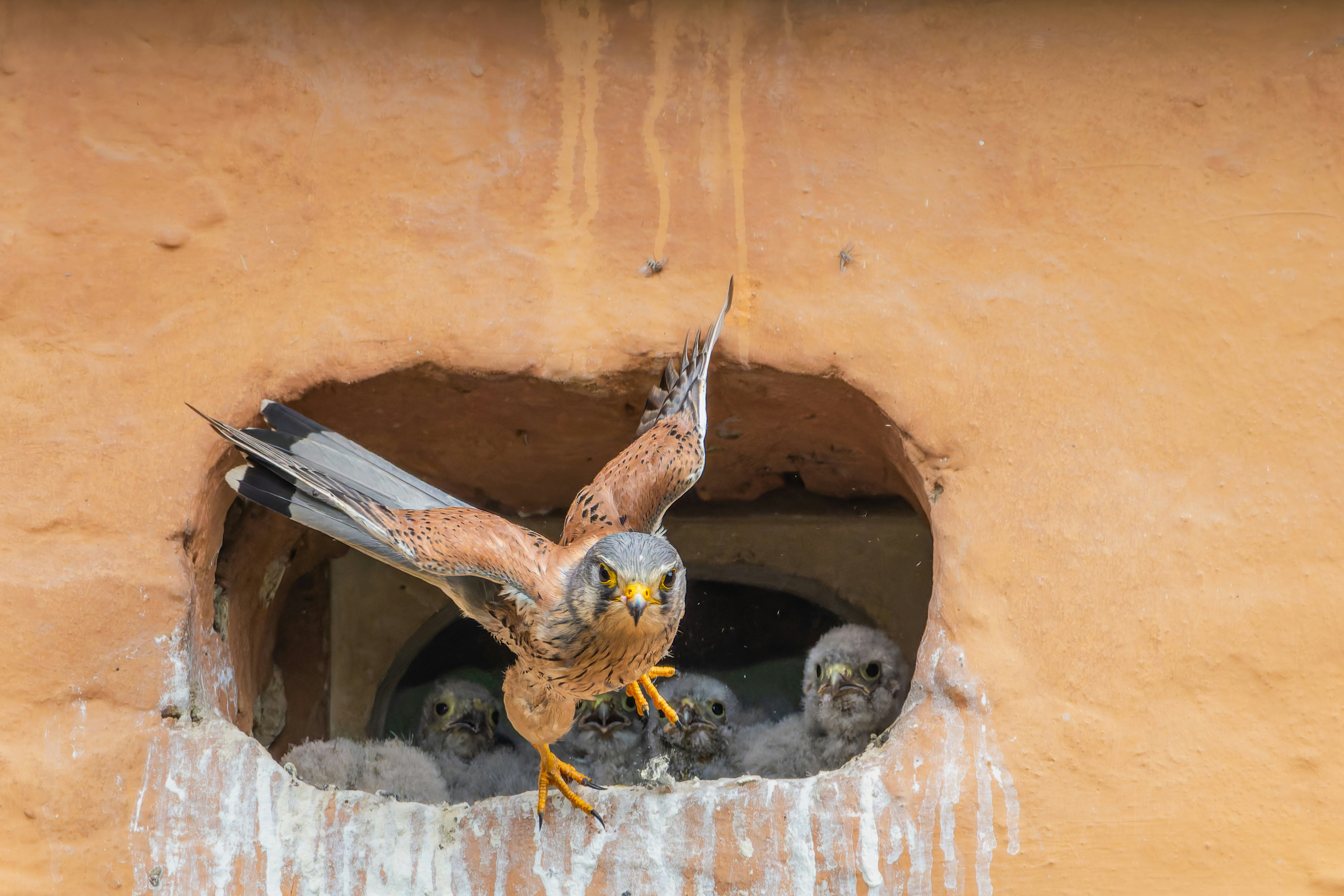 Winged Scout Emerges from Nest: A Sparrowhawk in Action