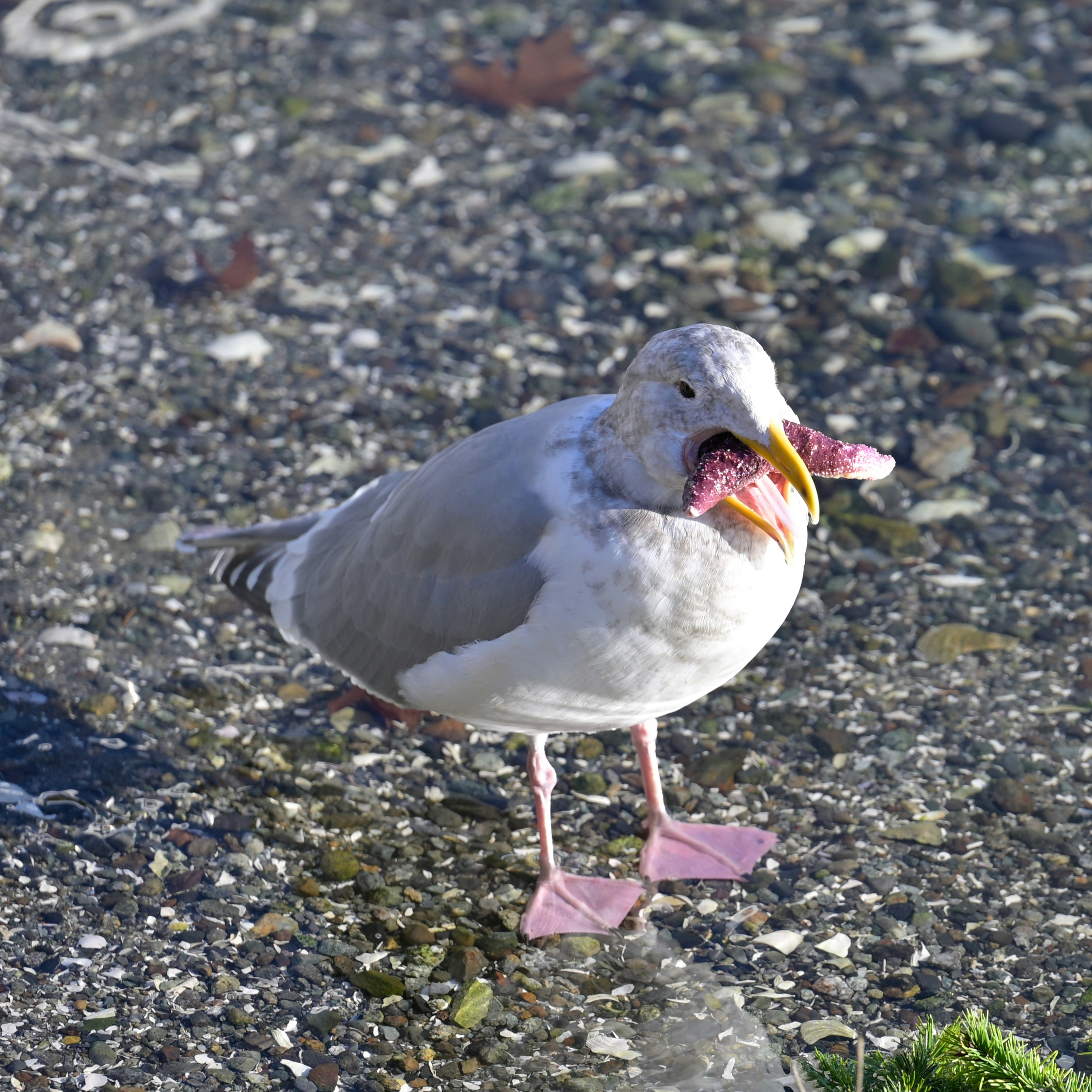 Seaside Seagull with Pink-Tied Beak on Pebbled Shore