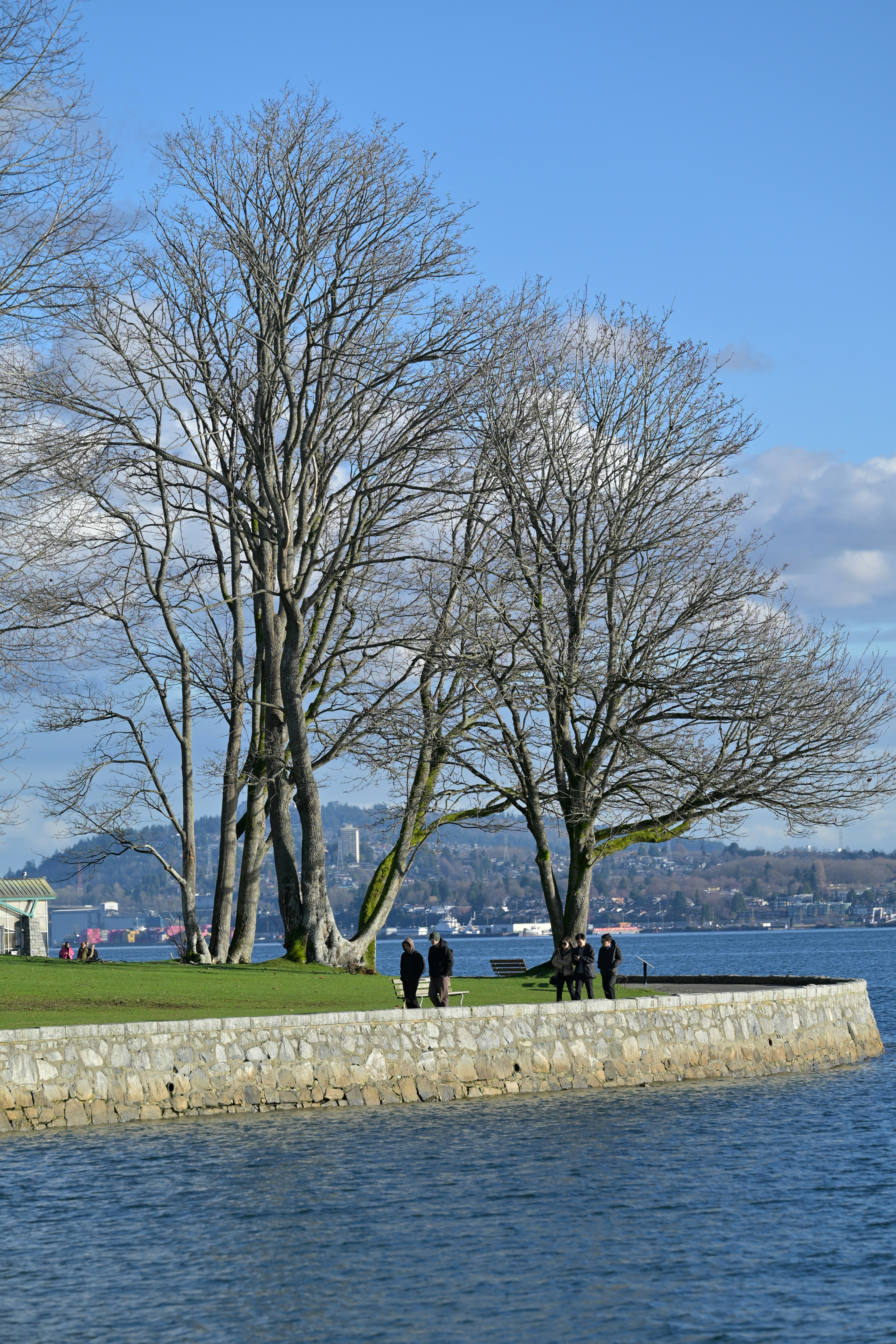 Lone Waterside Trees and Silhouette Figures by the Pier