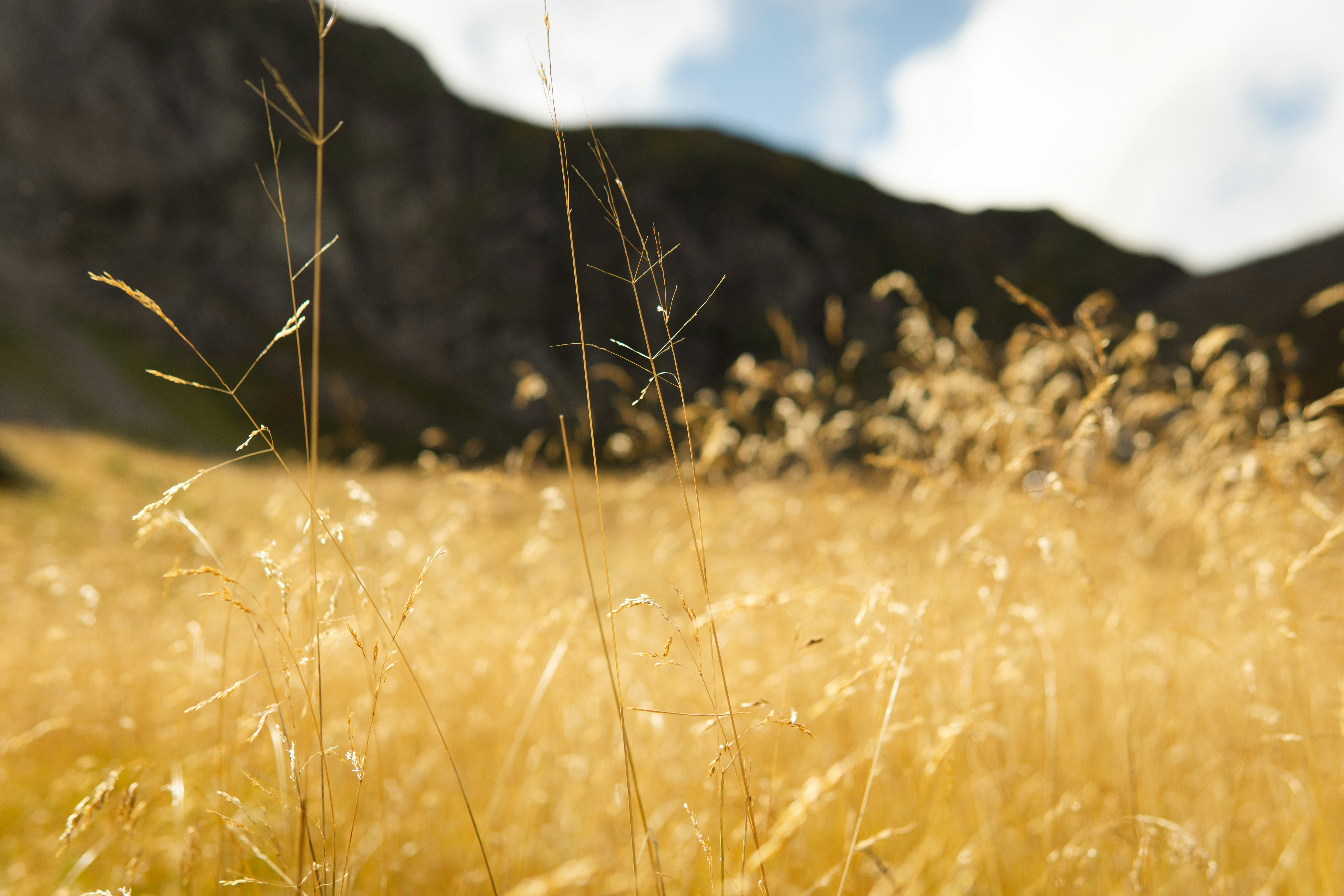 Golden Field in the Footsteps of Distant Peaks