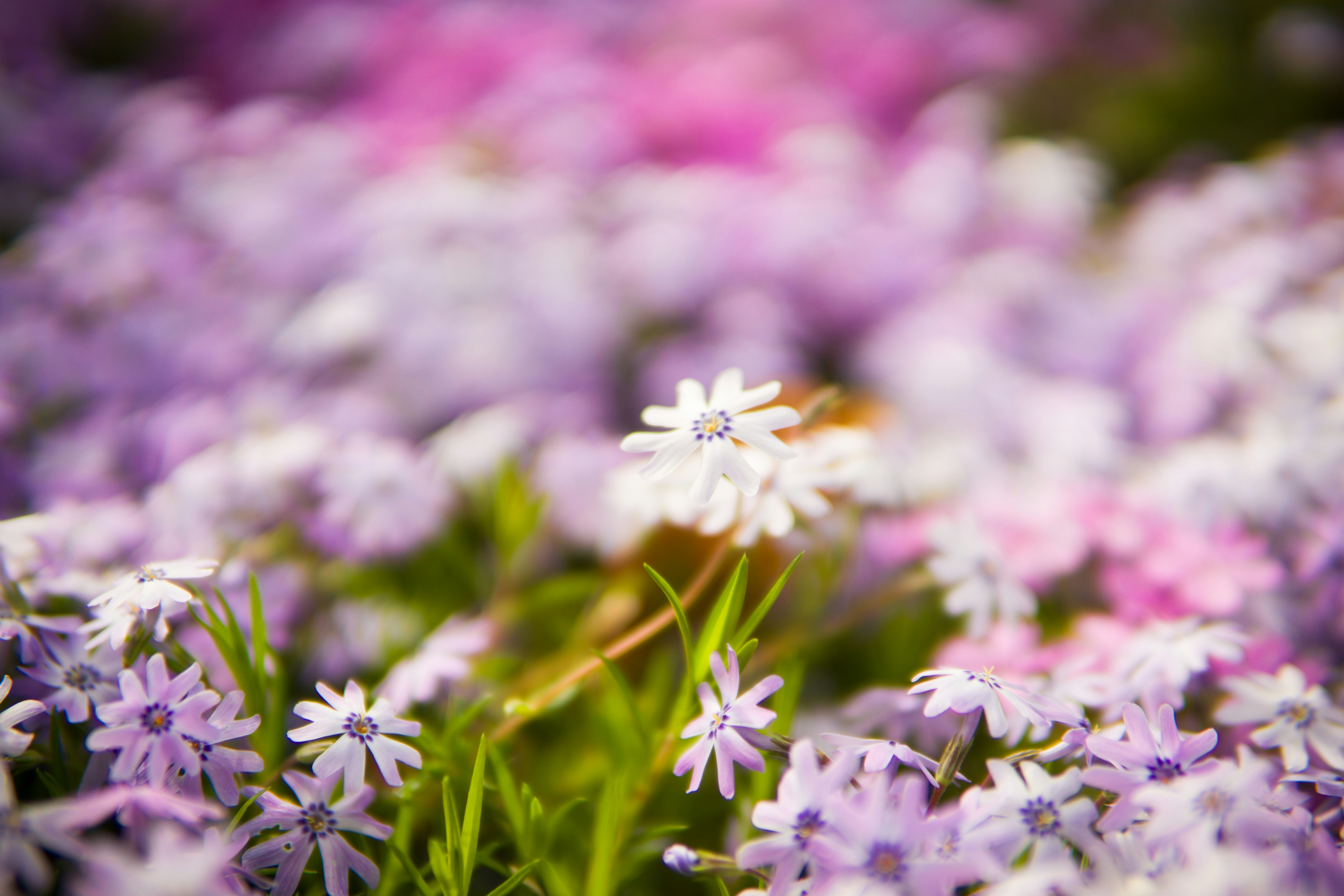 Photo by Max Shamaev with Sony Alpha 6000