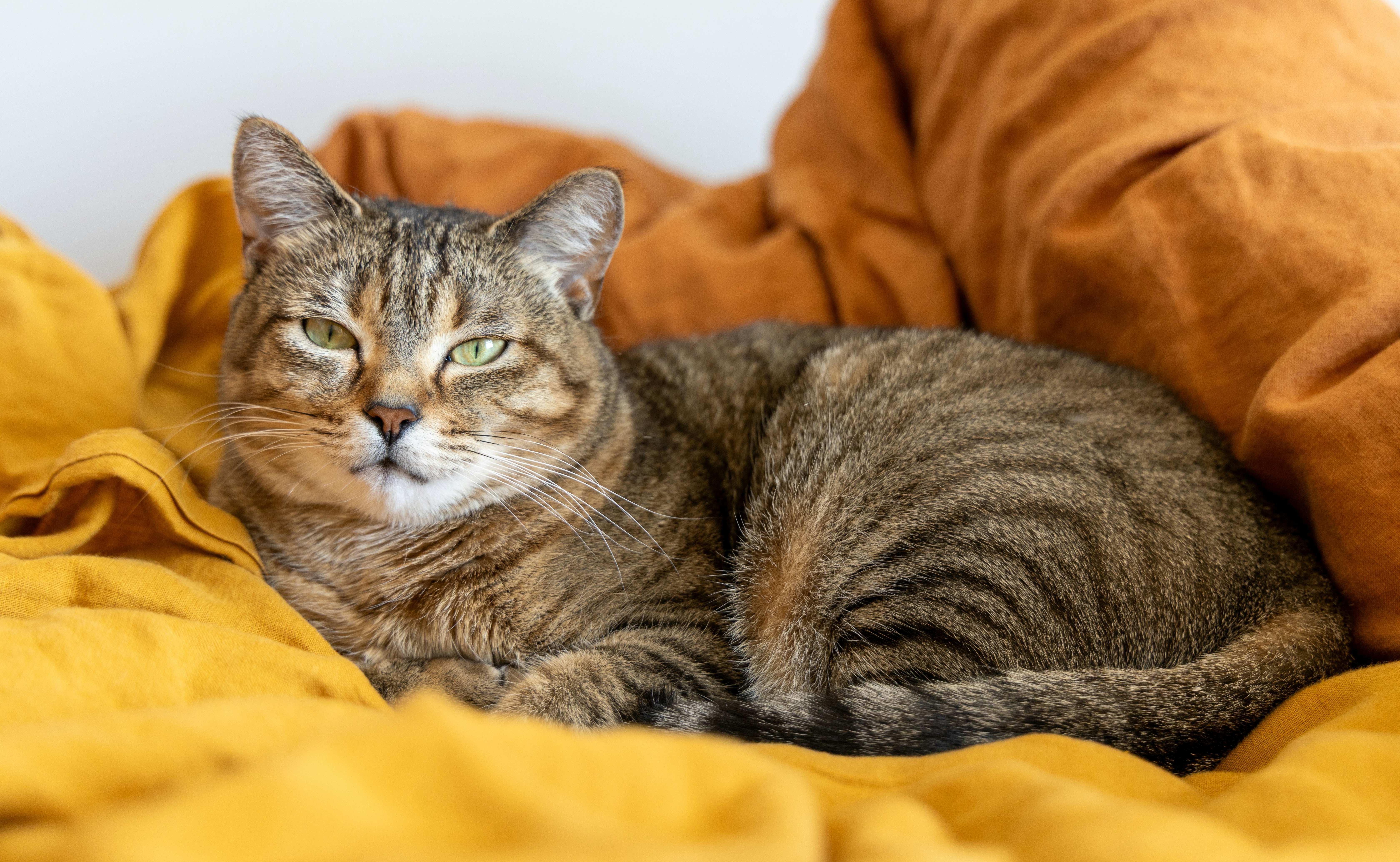 Priscilla Gyamfi (@priscillag) | Unsplash 사진 커뮤니티