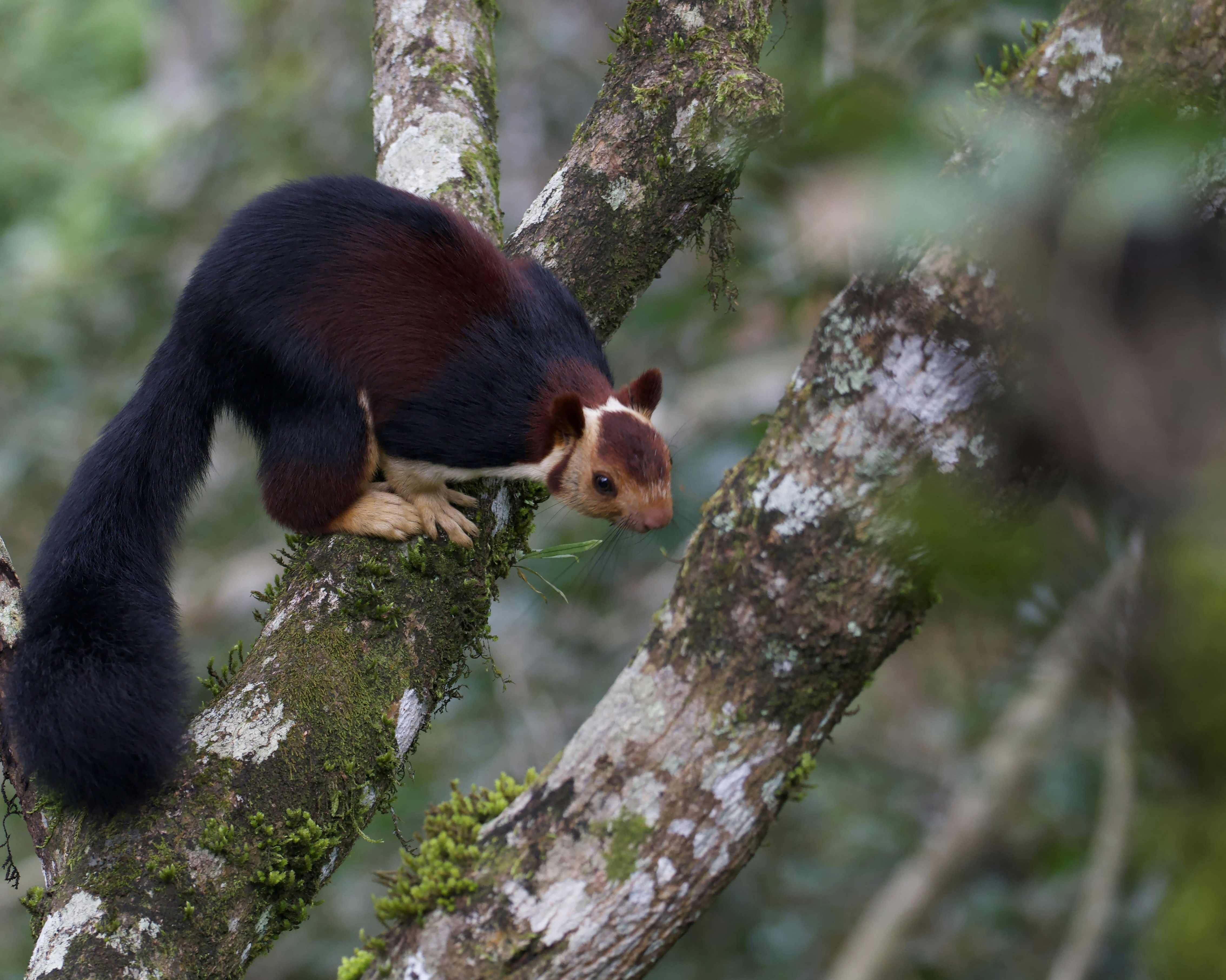 Indian giant squirrel or Malabar giant squirrel