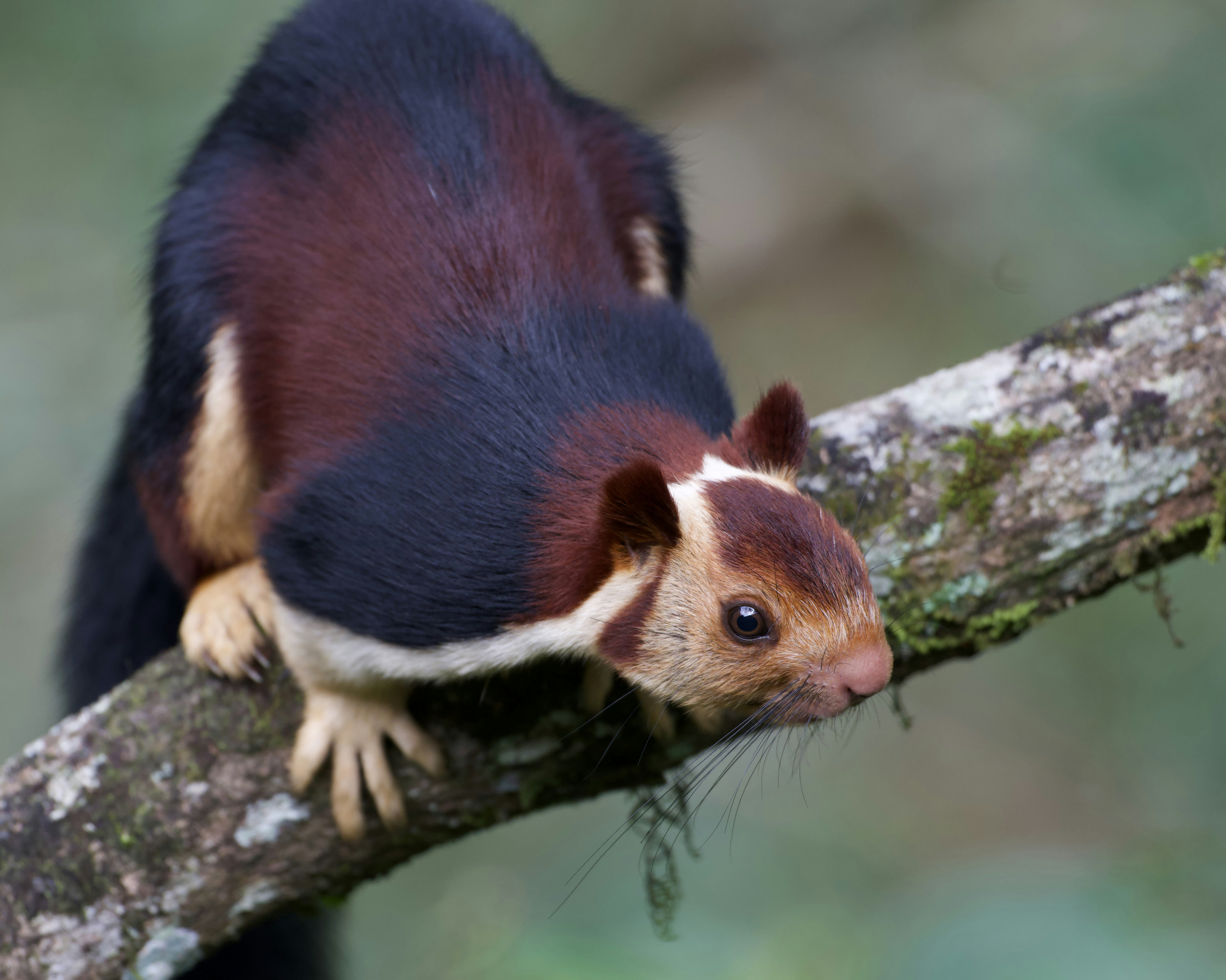 Indian giant squirrel or Malabar giant squirrel