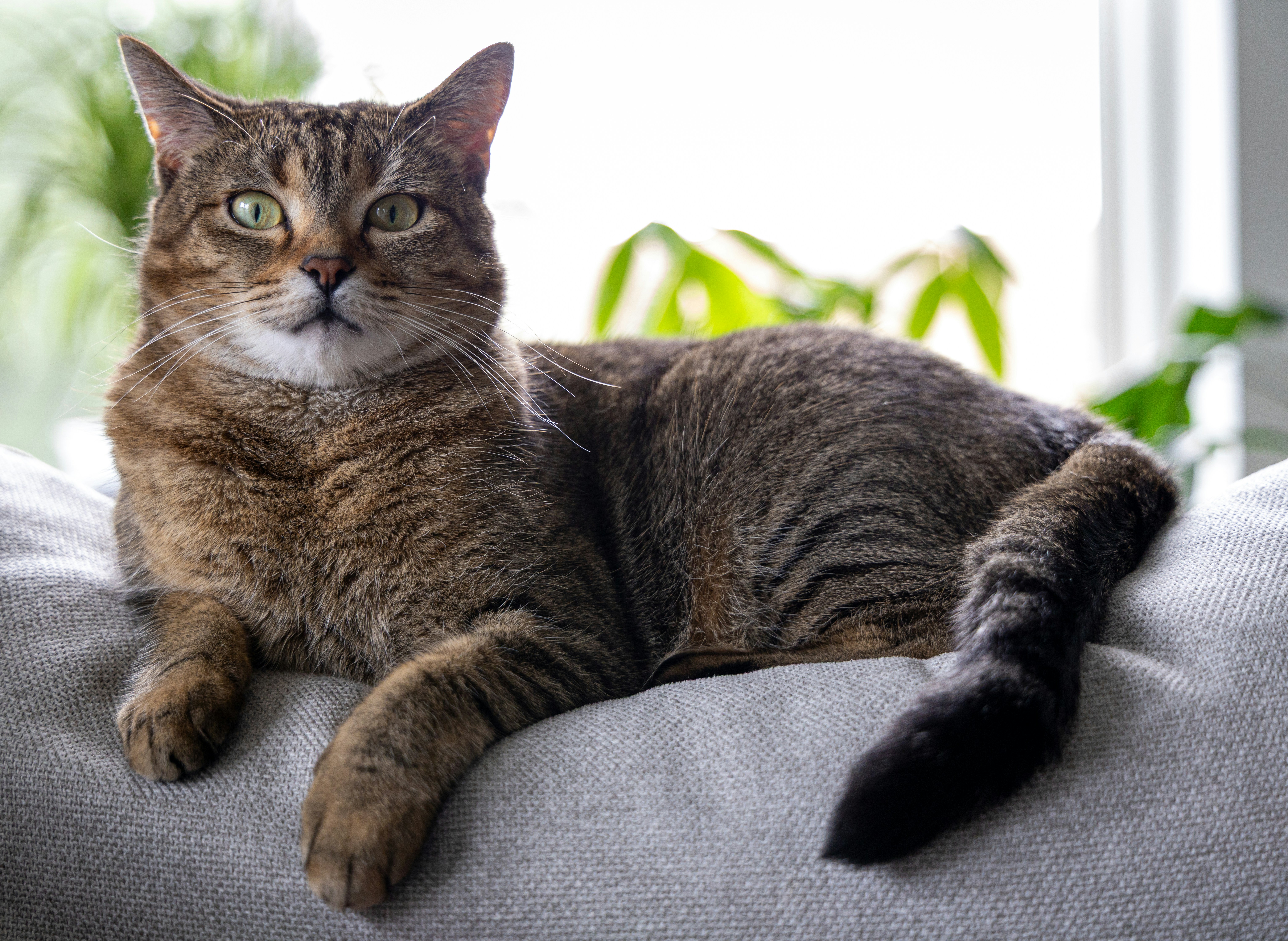 Priscilla Gyamfi (@priscillag) | Unsplash 사진 커뮤니티