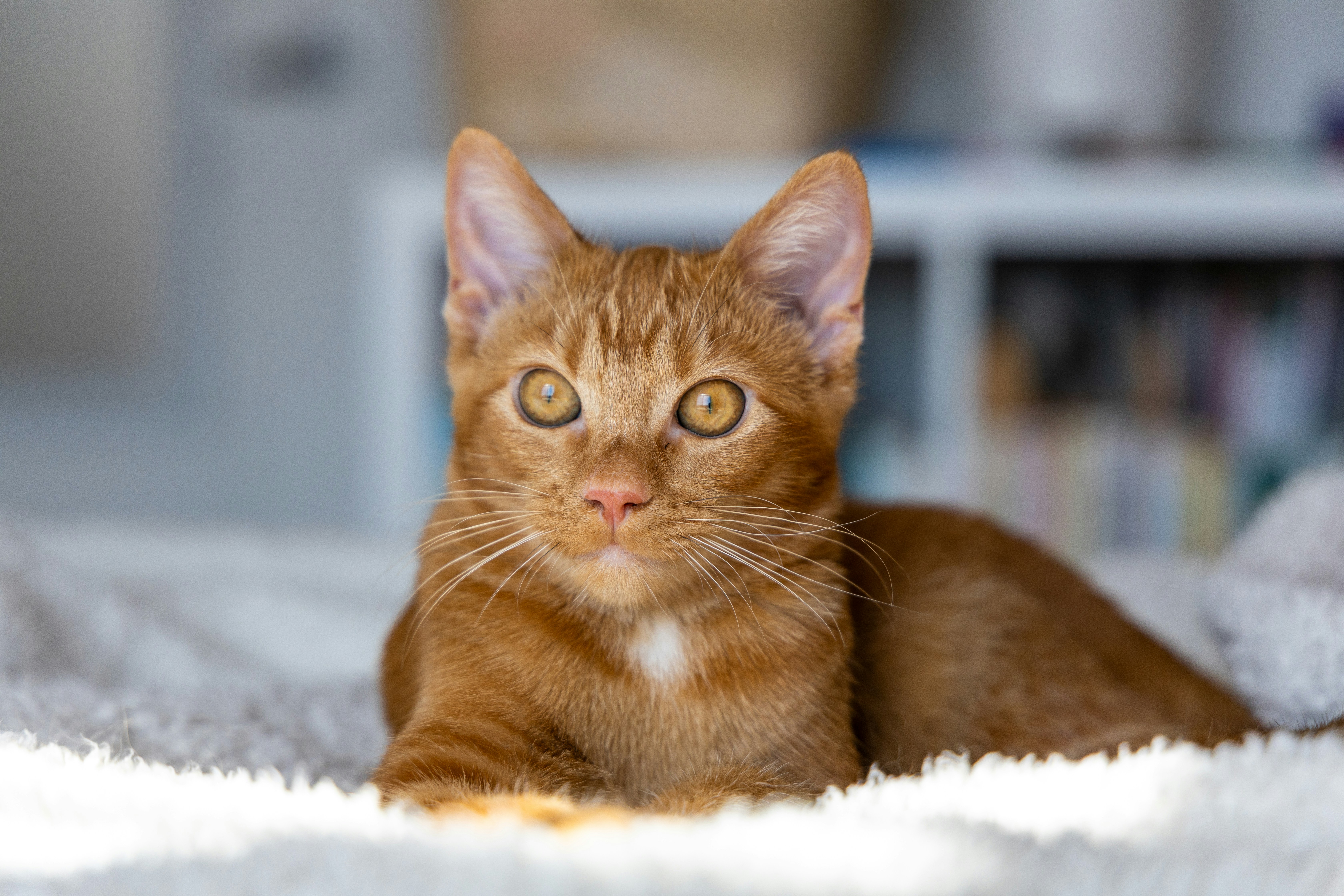 mango cat posing on the bed among a fluffy, cloud like blanket