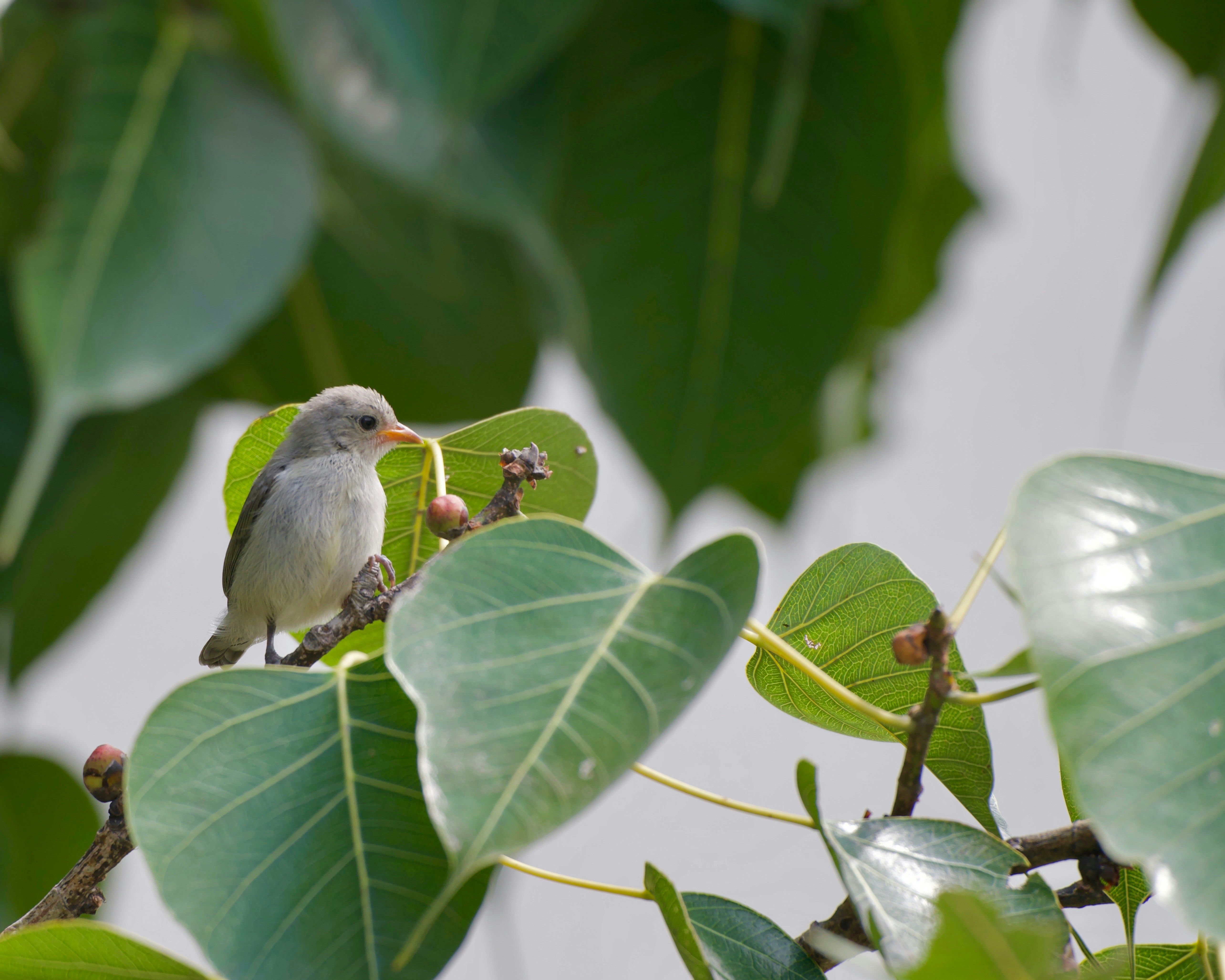 Whispering Warbler in a Crown of Leaves