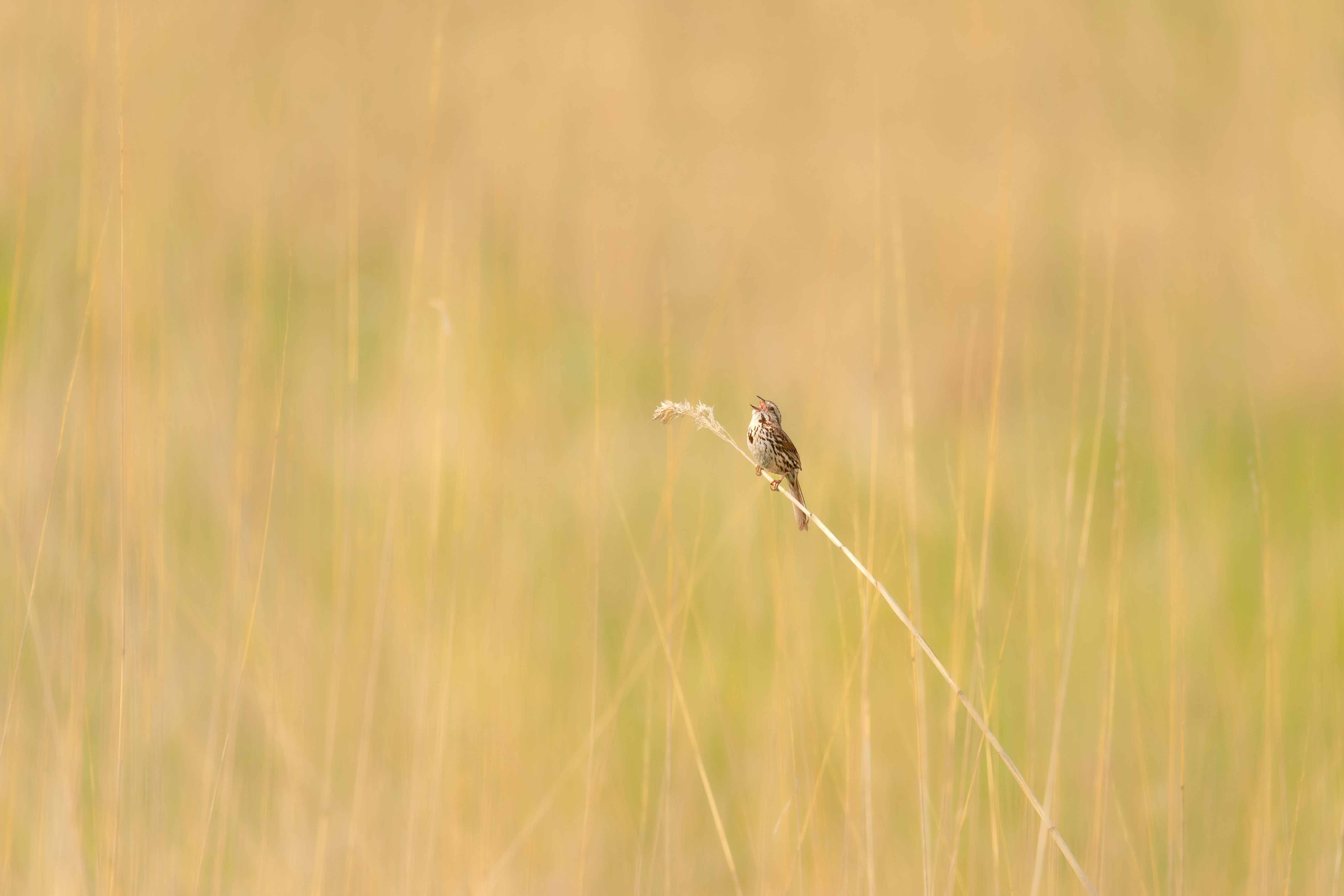 Song Sparrow sings its heart out in the open prairie