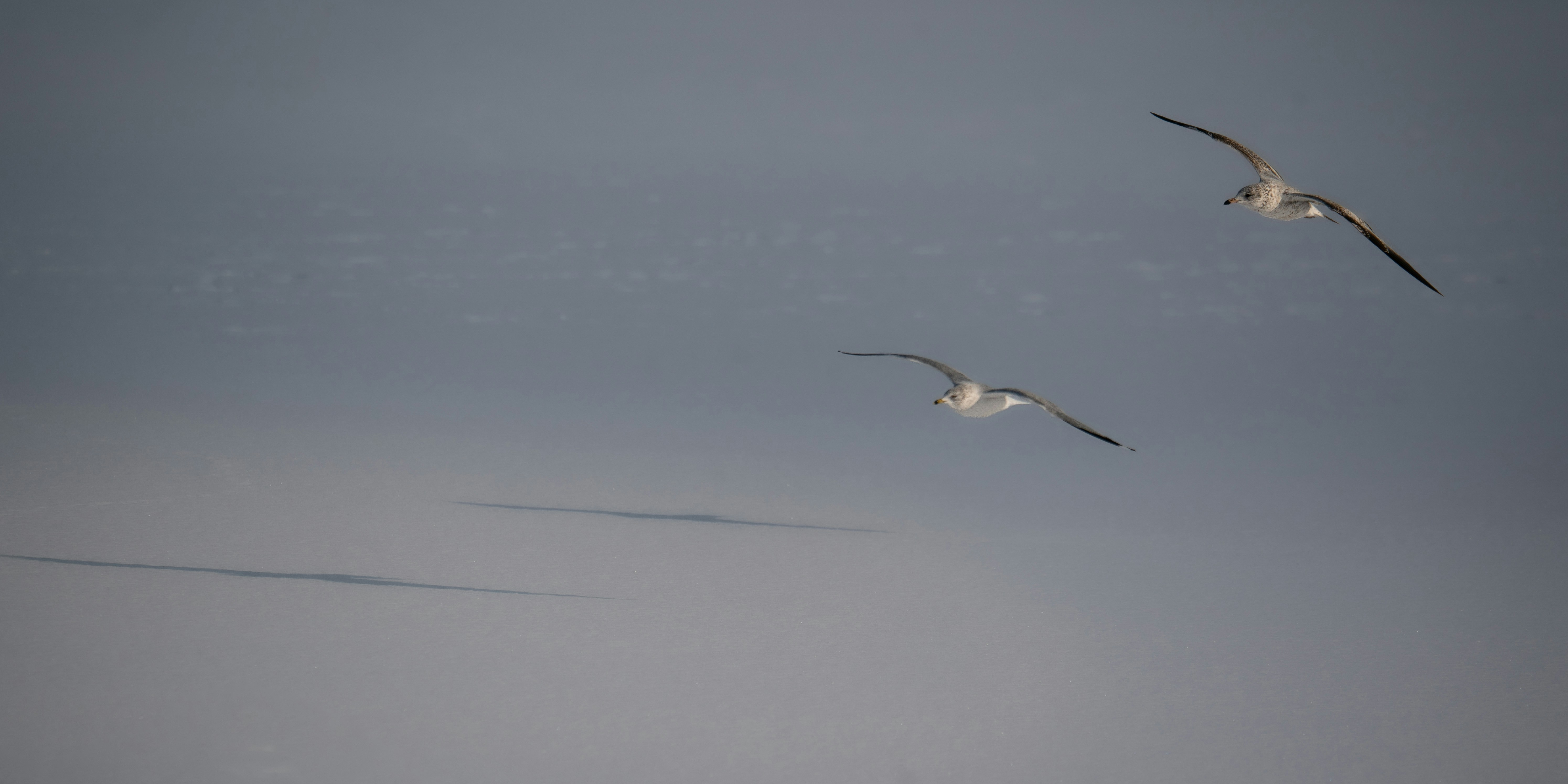 Photo by Iryna Klishch with Sony Alpha 9 II