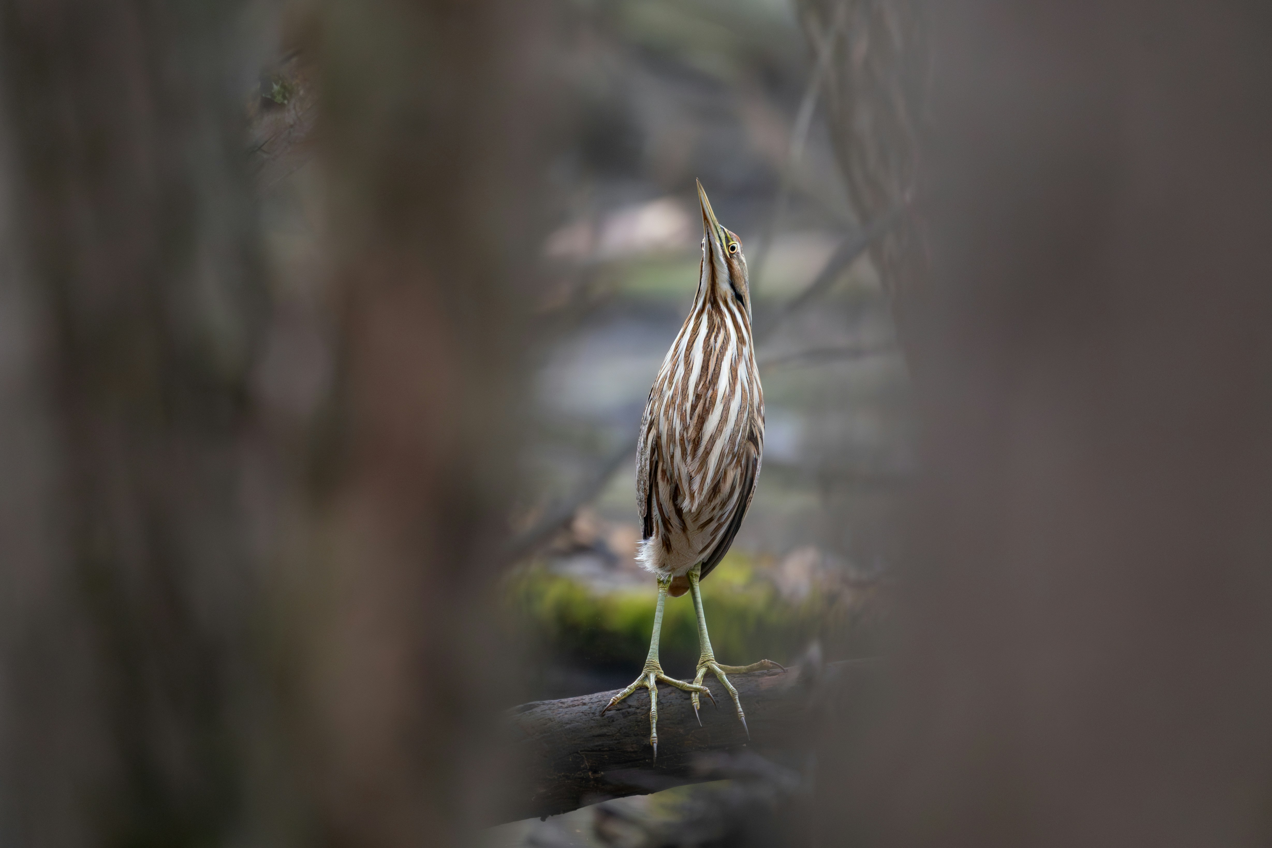 Photo by Iryna Klishch with Sony Alpha 9 II