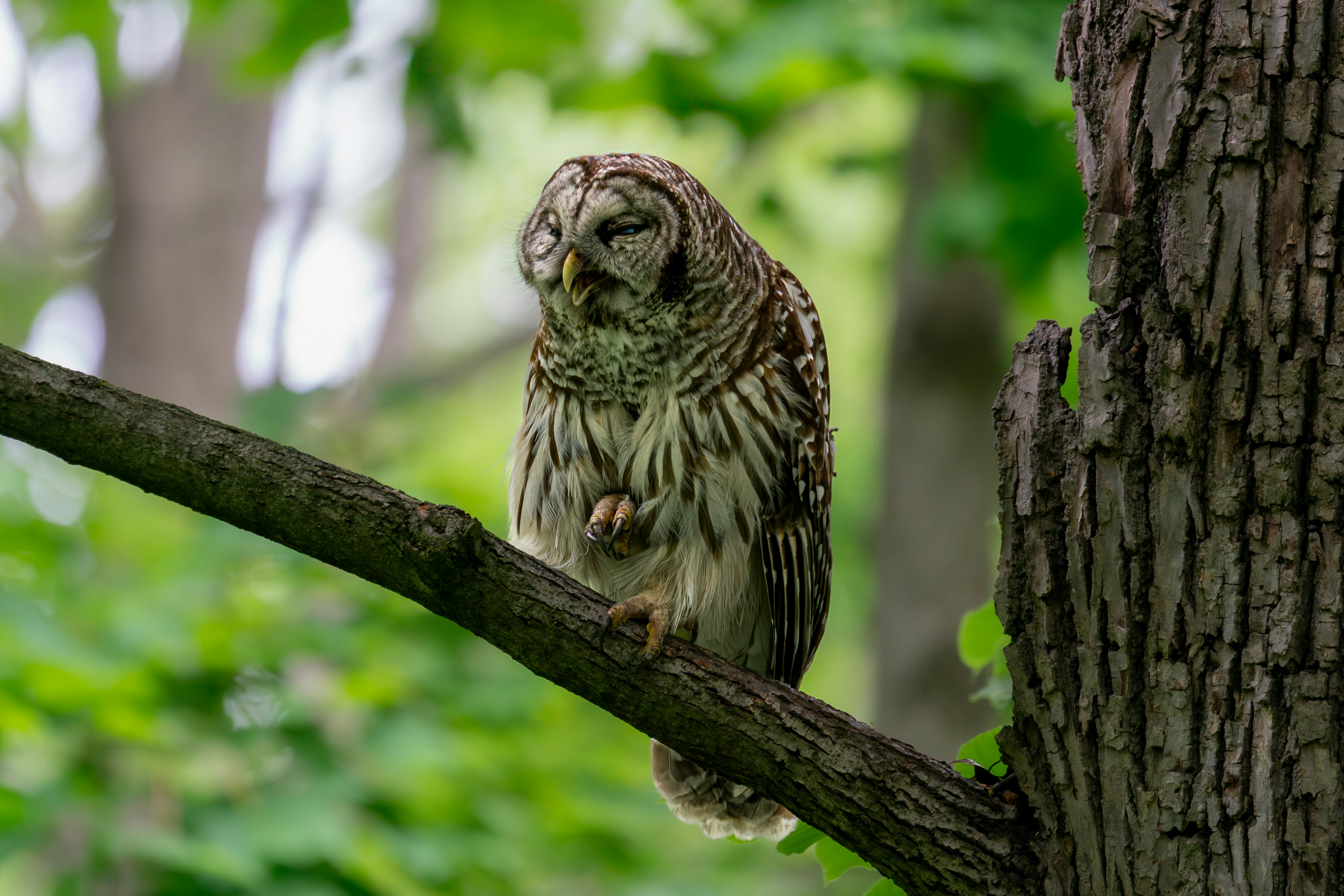 Barred Owl yawning after a relaxing round of preening