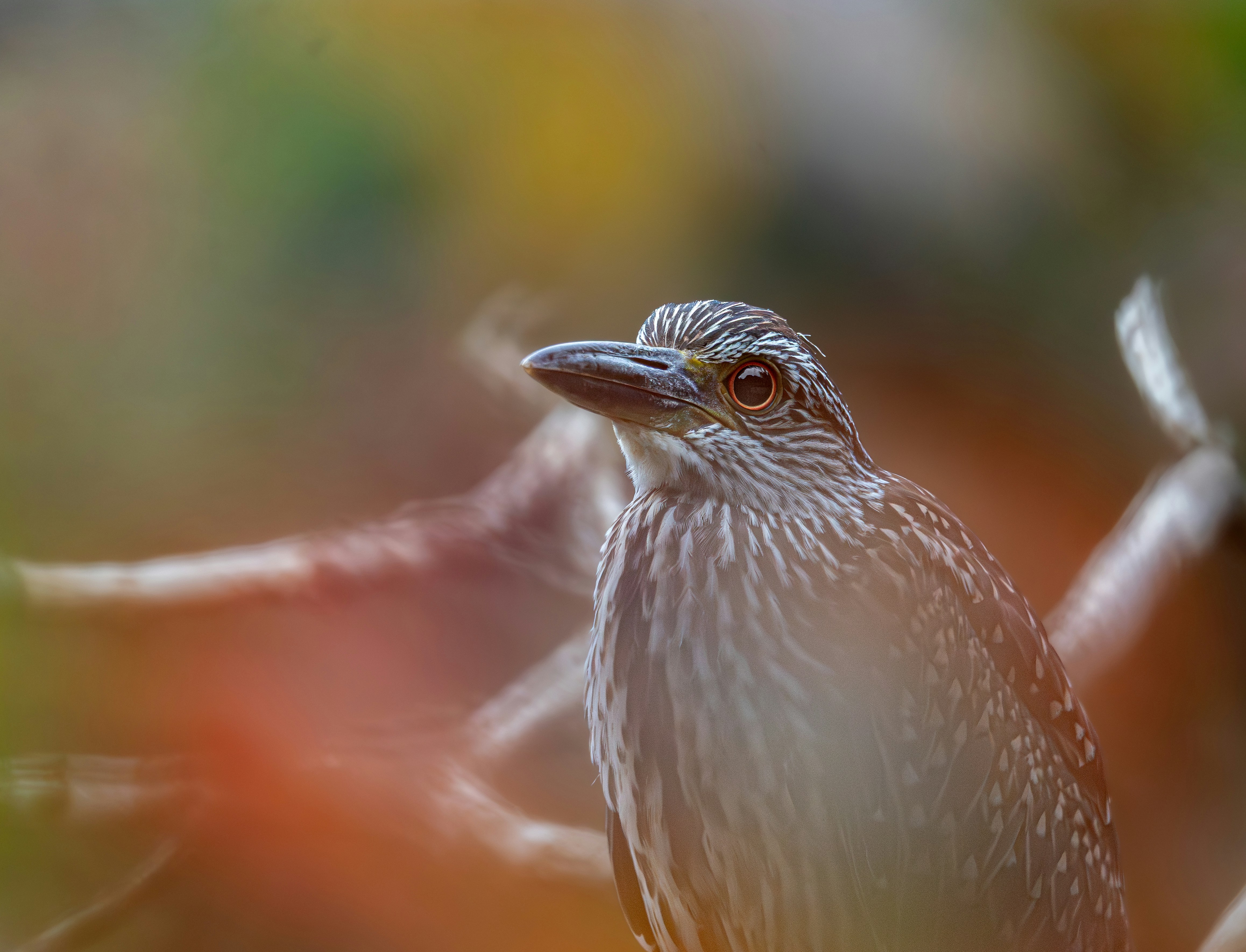 Juvenile Yellow-Crowned Night Heron staring intensely through some fall foliage at a local park in Chicago's west side