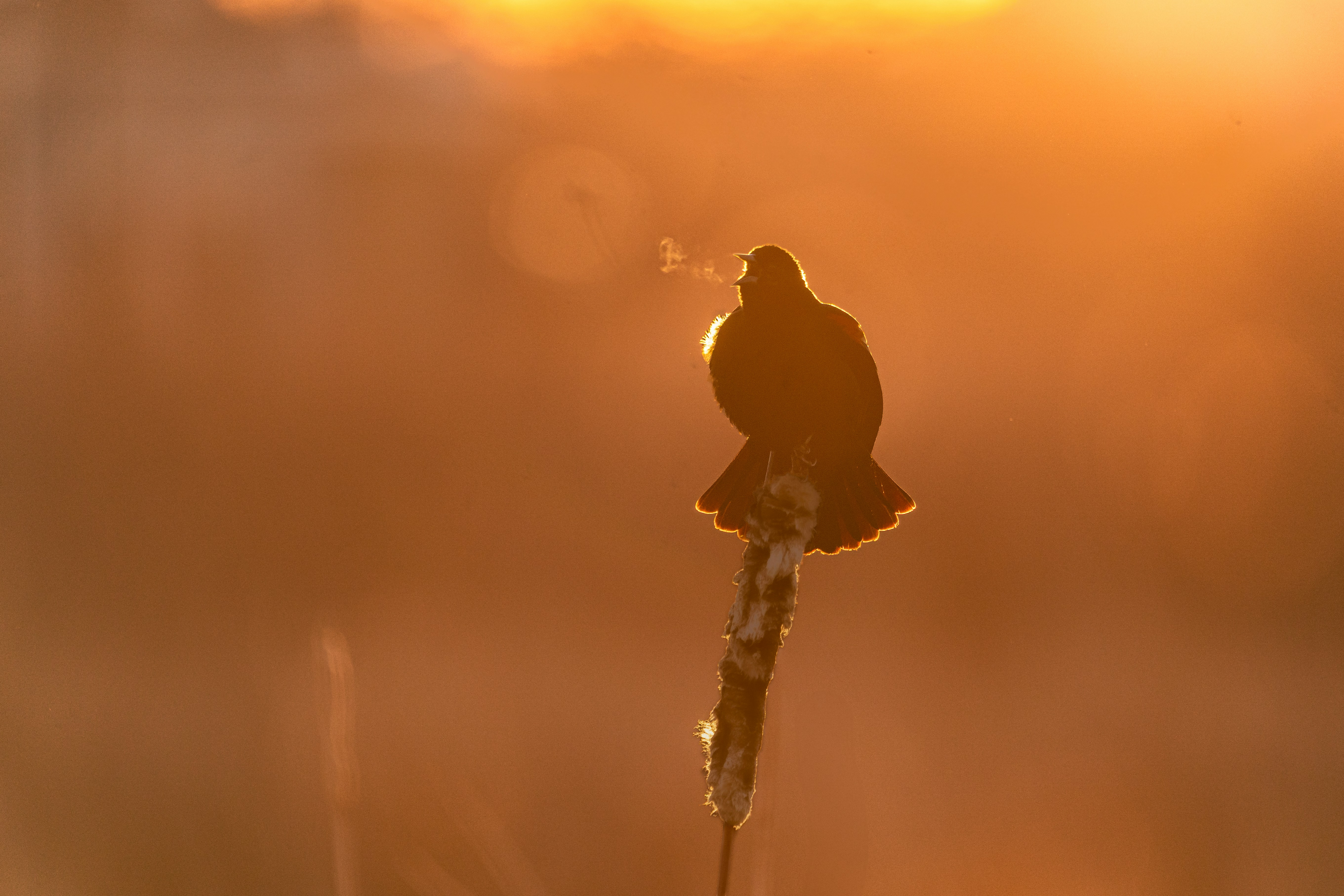 Photo by Iryna Klishch with Sony Alpha 9 II