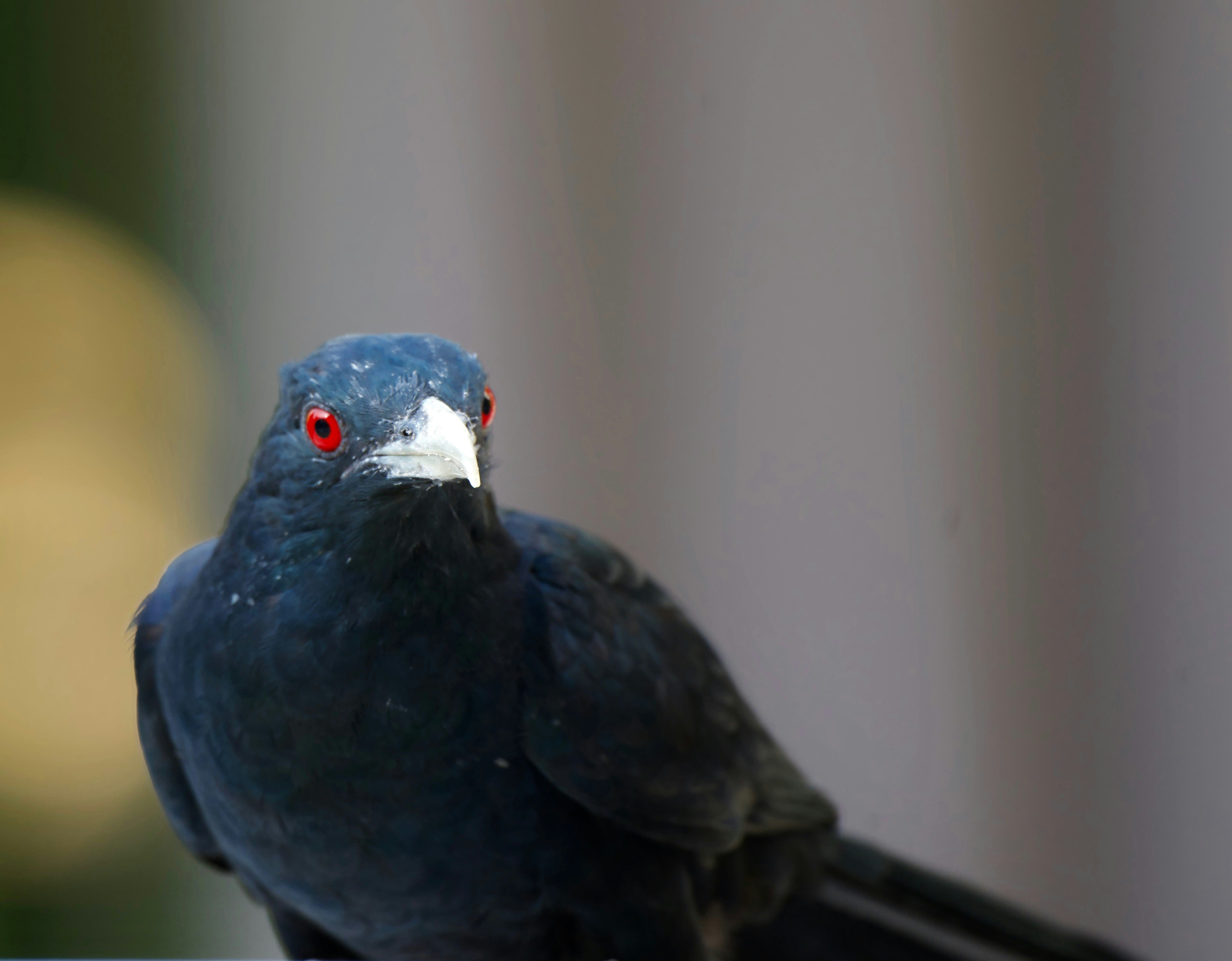 Asian koel (male)