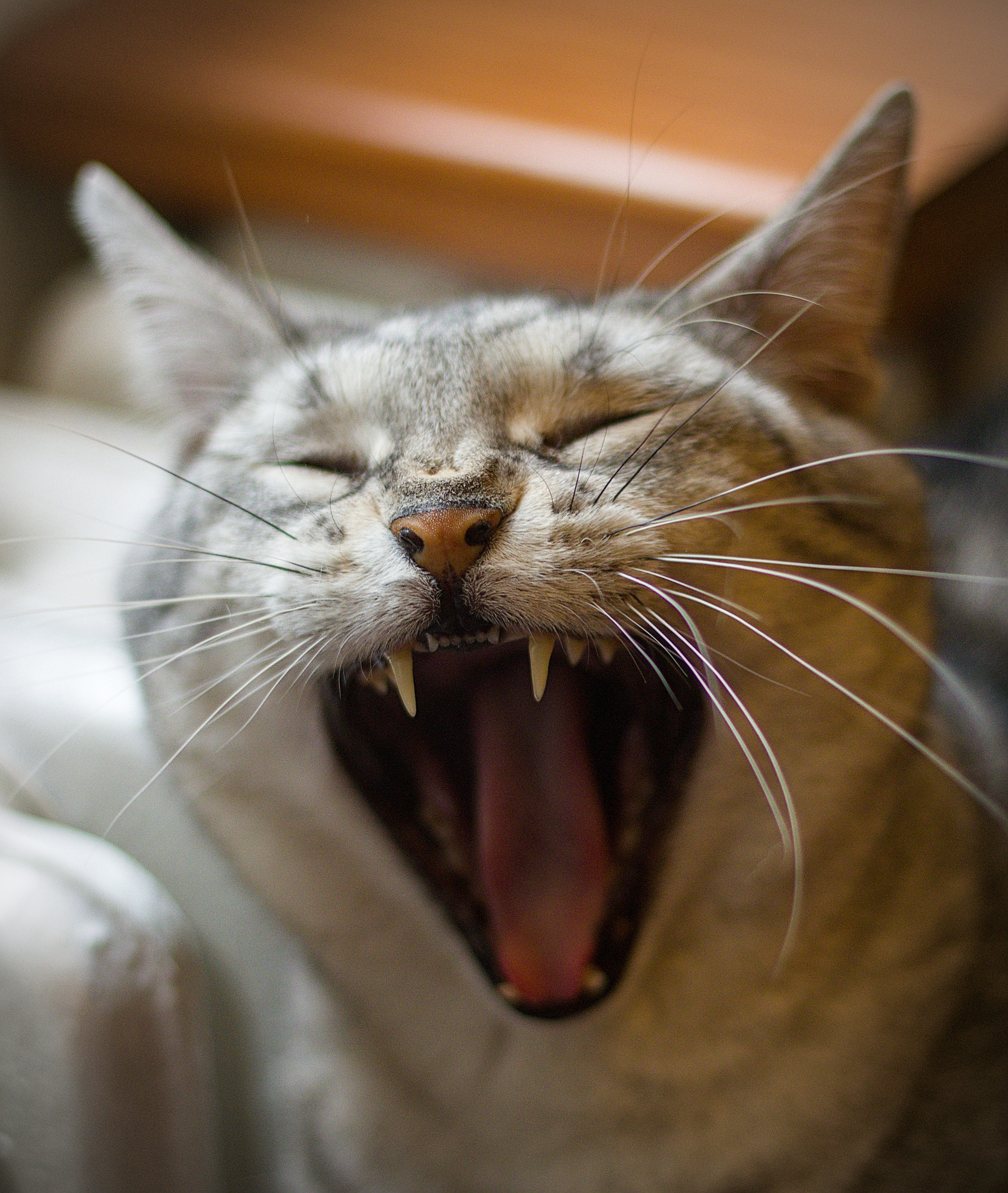 Yawning whiskers: a close-up of a sleepy cat mid-roar